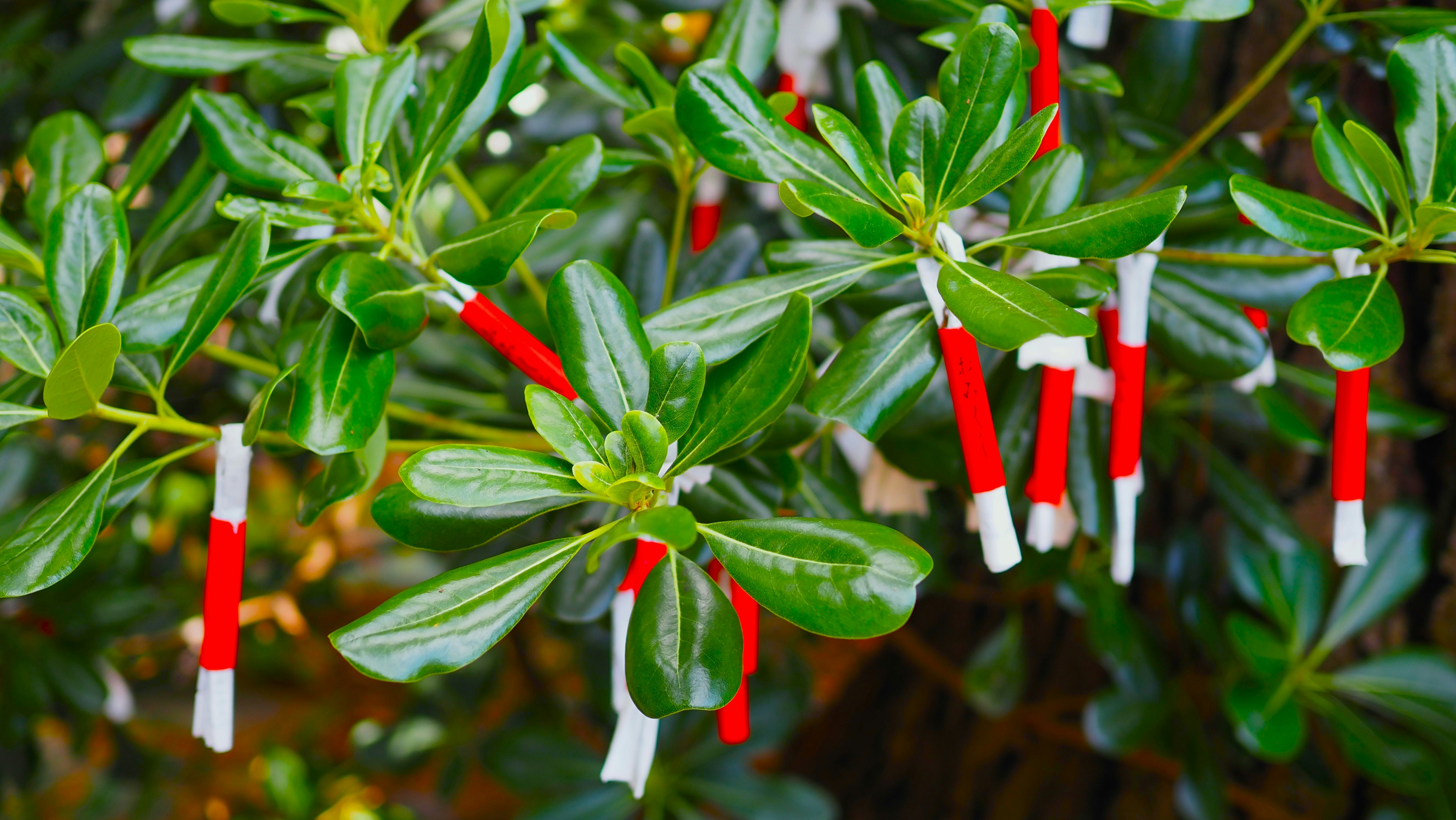 Emerald Canopy Adorned with Crimson-Tipped Tags: A Textured Botanical Portrait