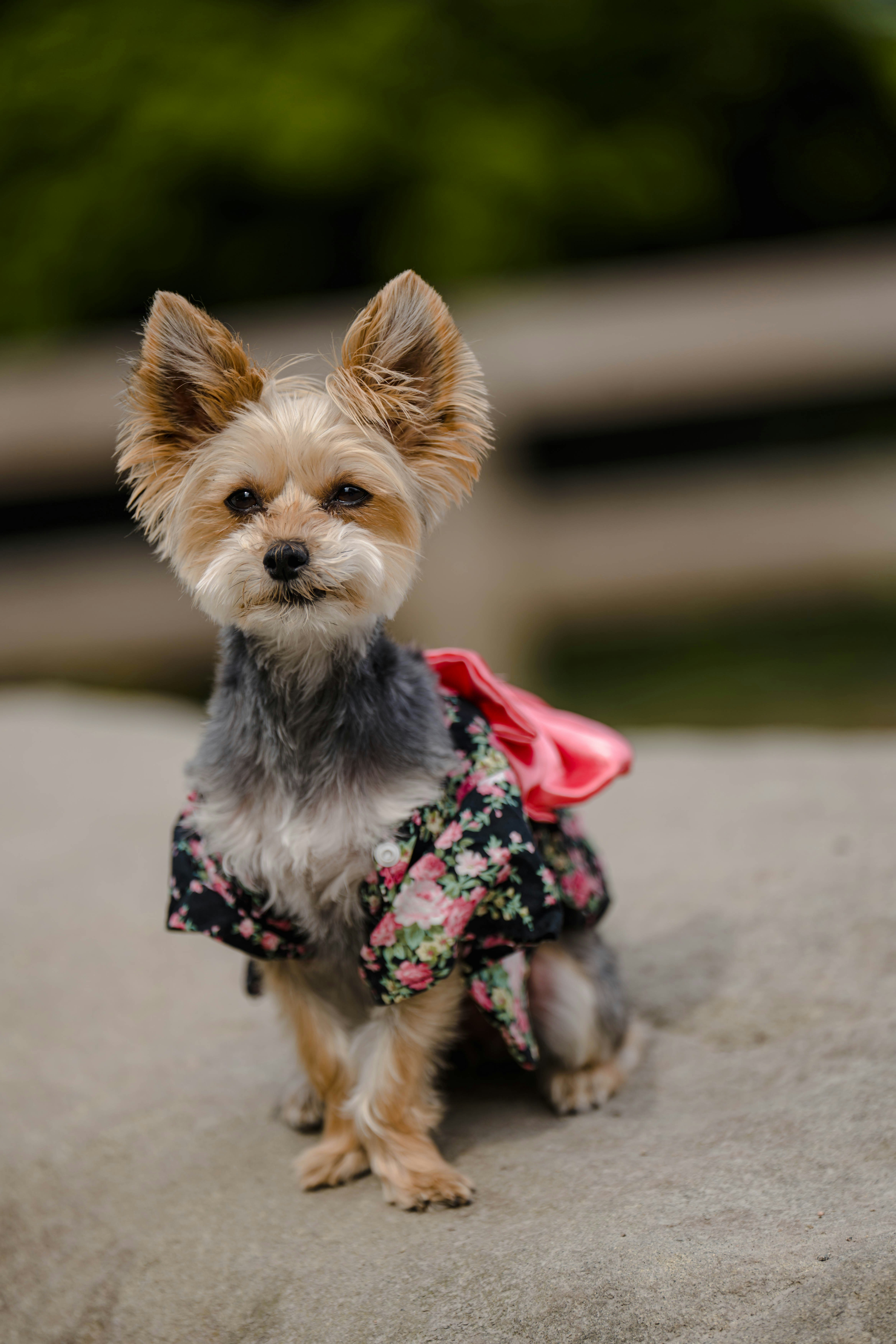 A stylish Yorkshire Terrier dressed in a floral outfit with a pink bow, perched on a stone against a blurred green backdrop.