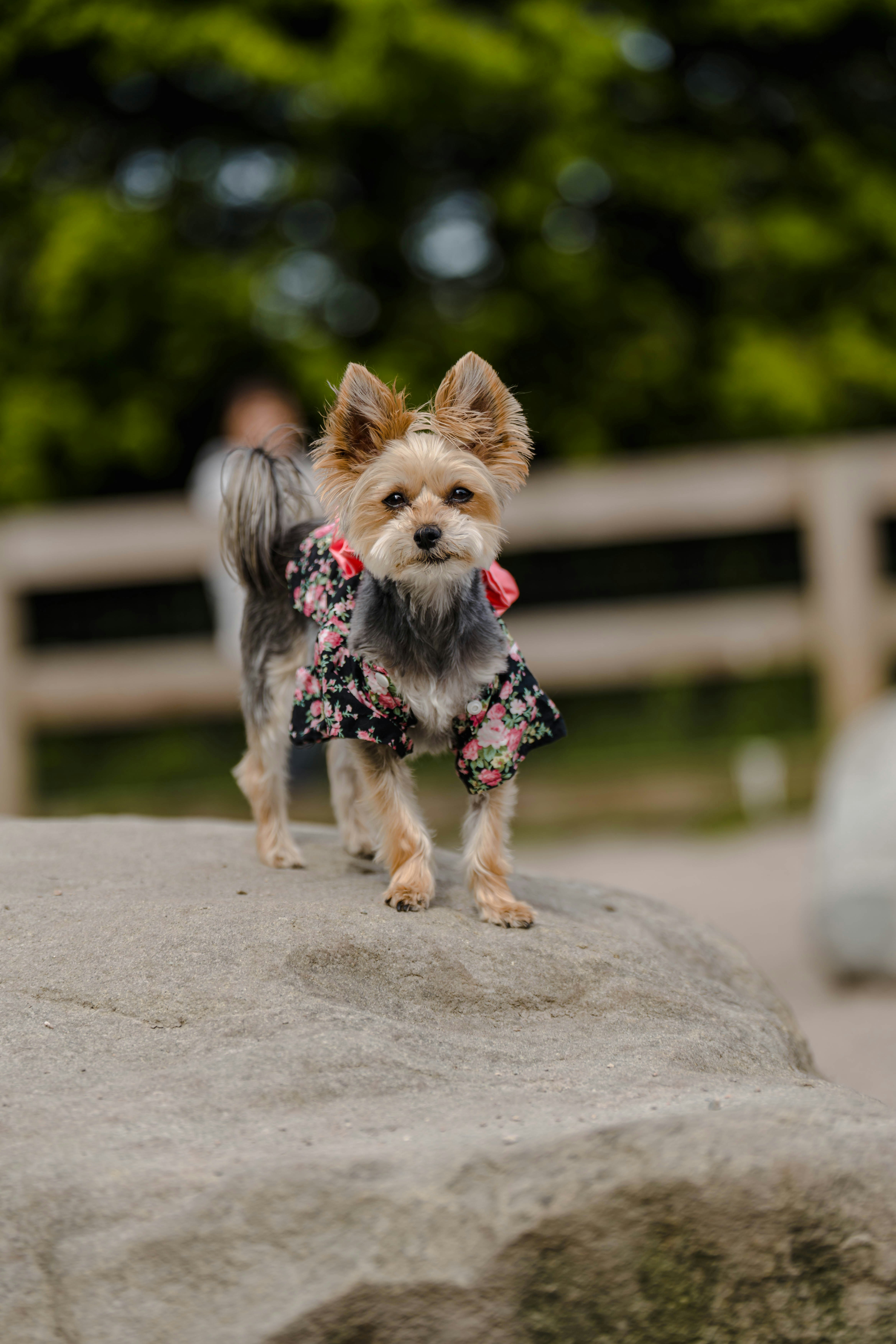 Tiny Terrier on a Granite Stage
