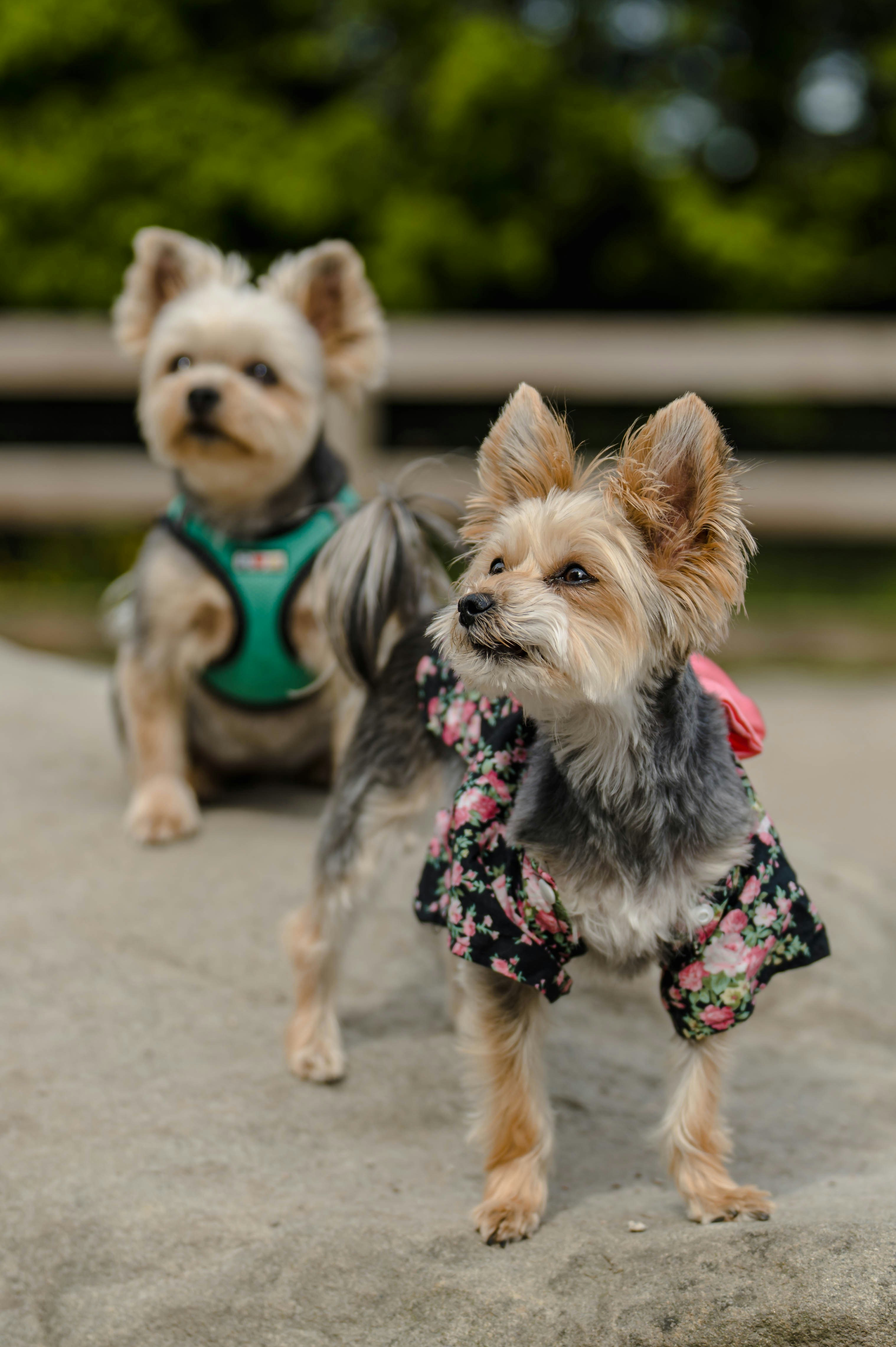 Two dogs wearing vests photo – Free Canada Image on Unsplash