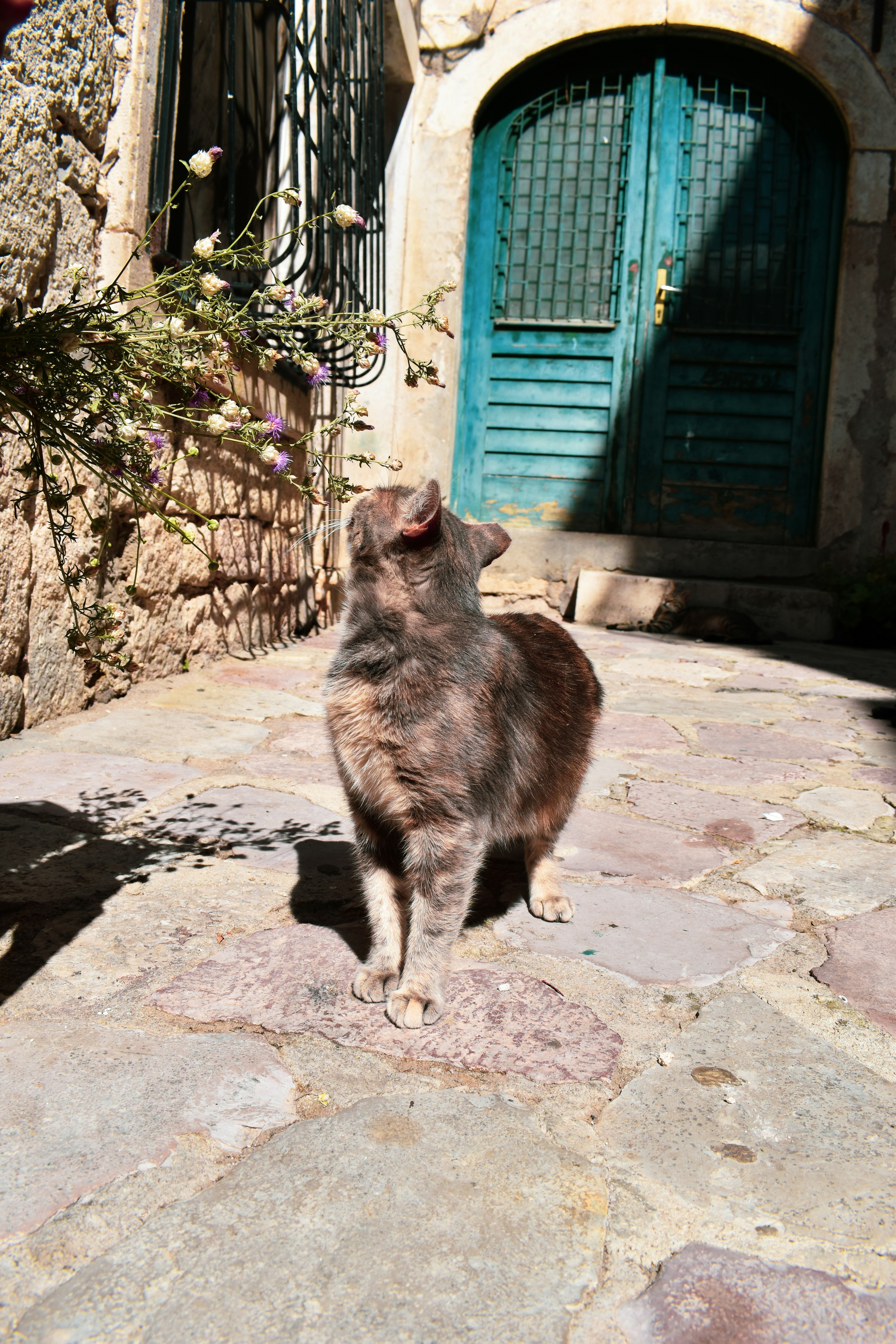 Sunlit Cat in a Stone Courtyard Before a Turquoise Door