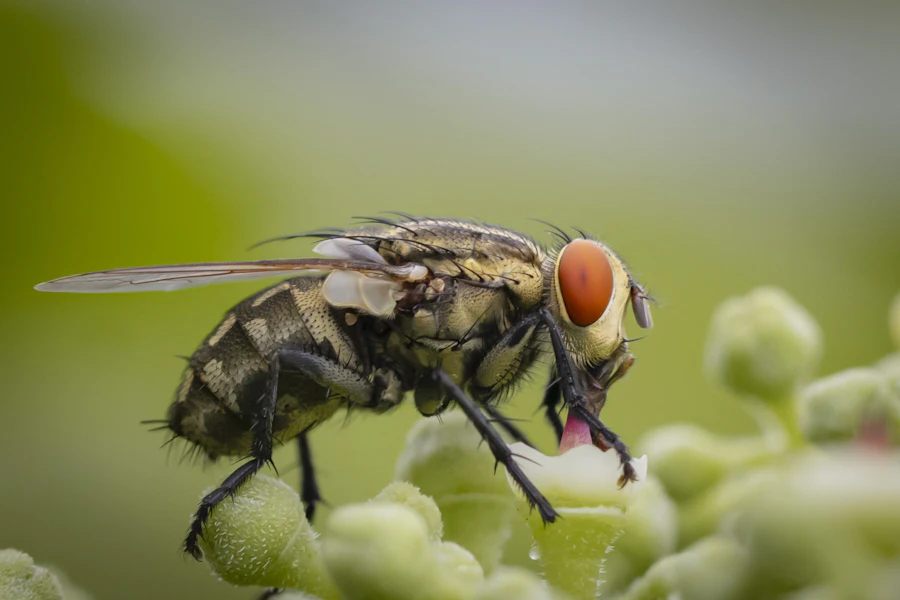 Macro view of a fly with bright orange eyes perched on fuzzy green flower buds against a soft blurred background.