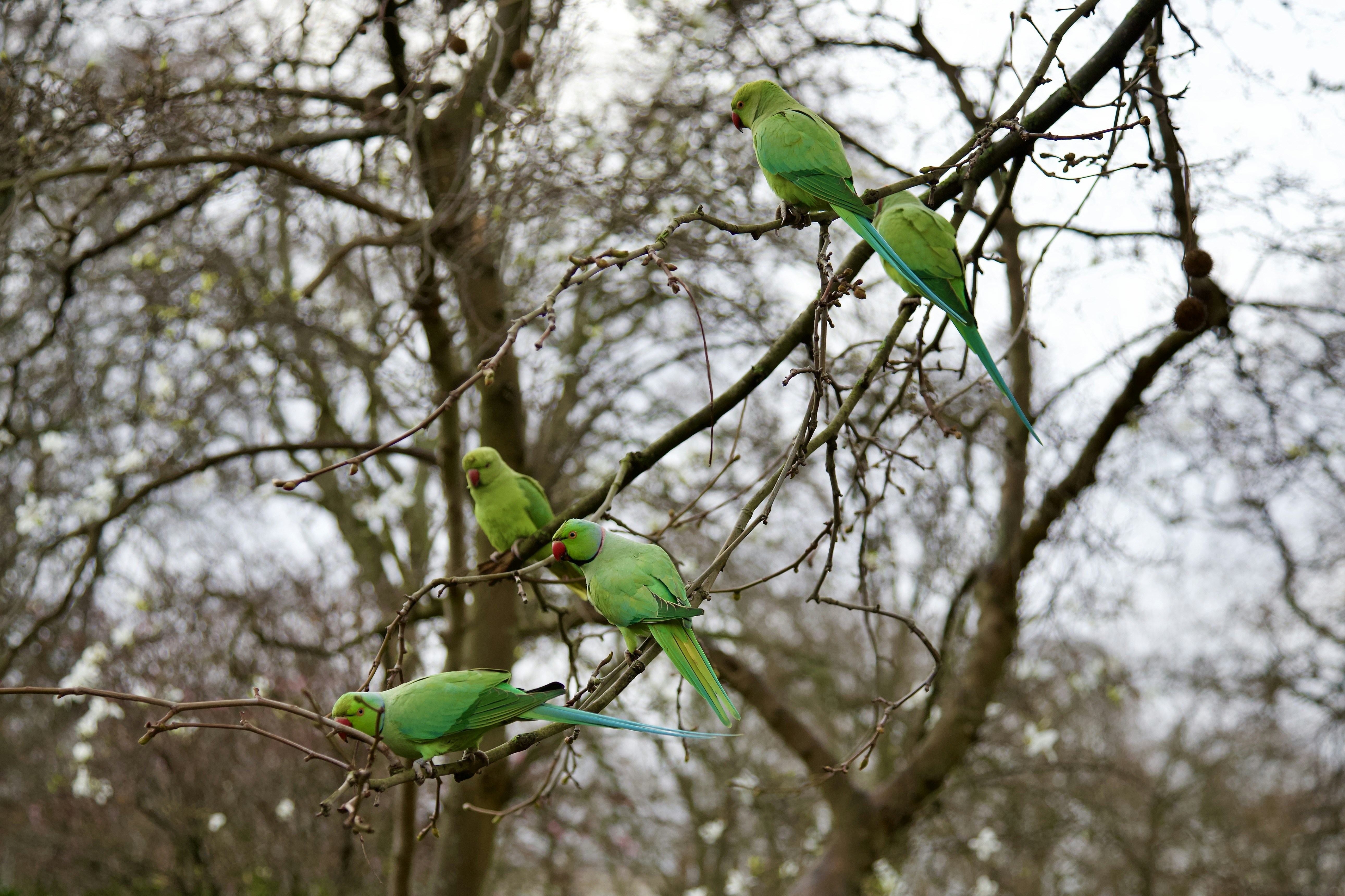Emerald Chorus on Stark Winter Branches