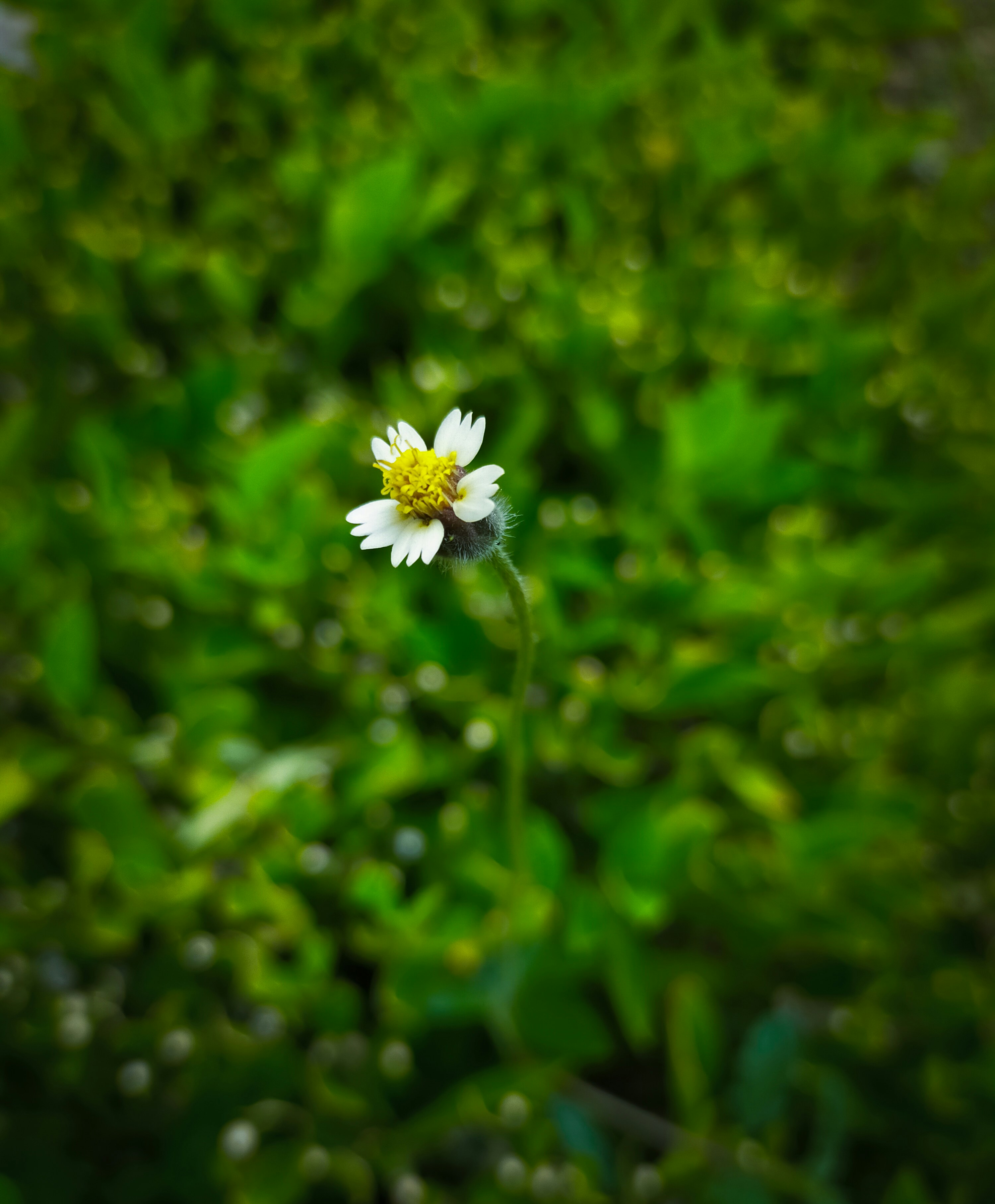 A delicate white flower with a yellow center stands tall against a lush green backdrop, highlighting nature's simplicity and beauty.