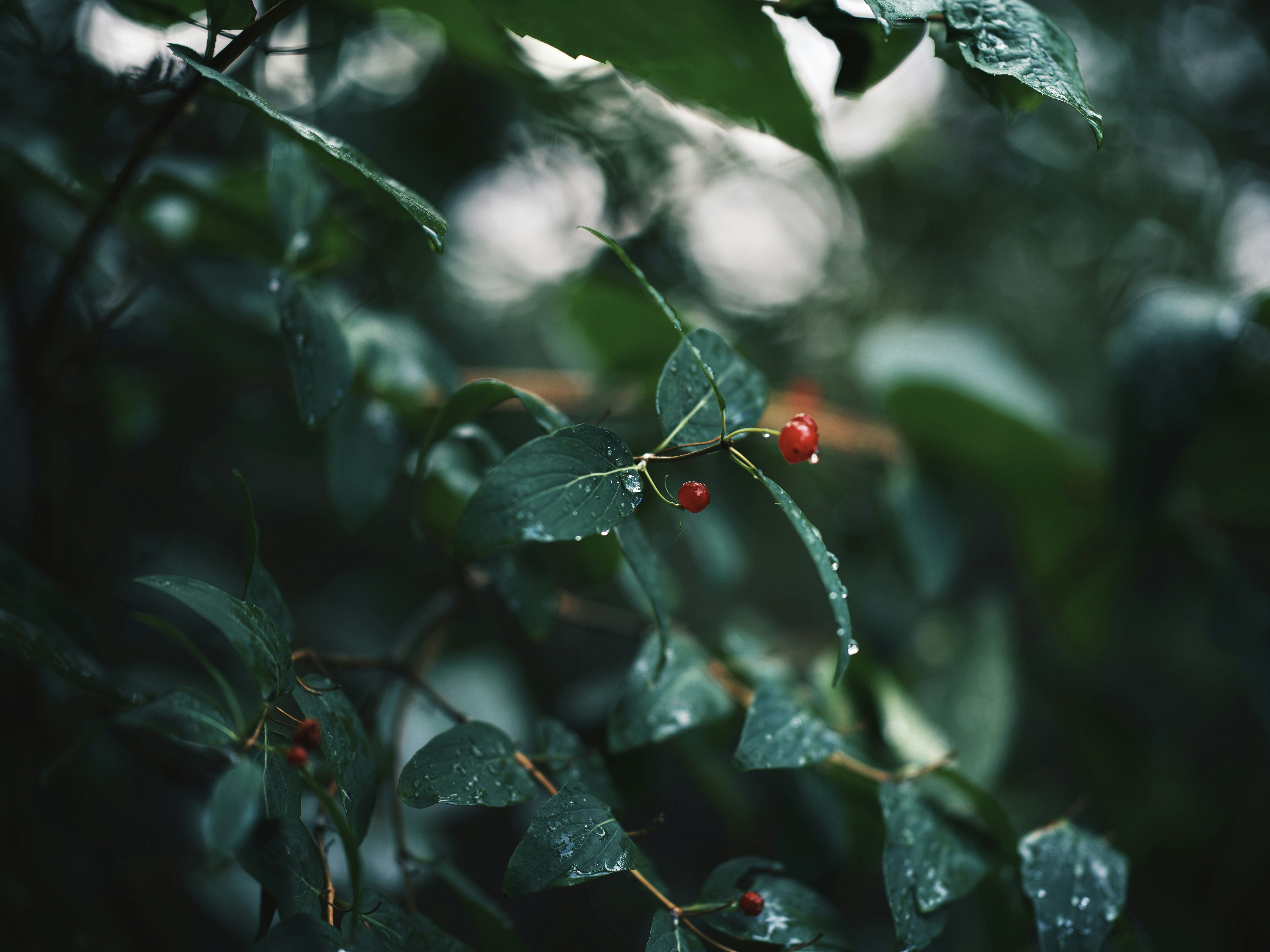 Close-up of vibrant red berries nestled among lush green leaves, glistening with raindrops. The scene captures the tranquility of a rainy day in nature.