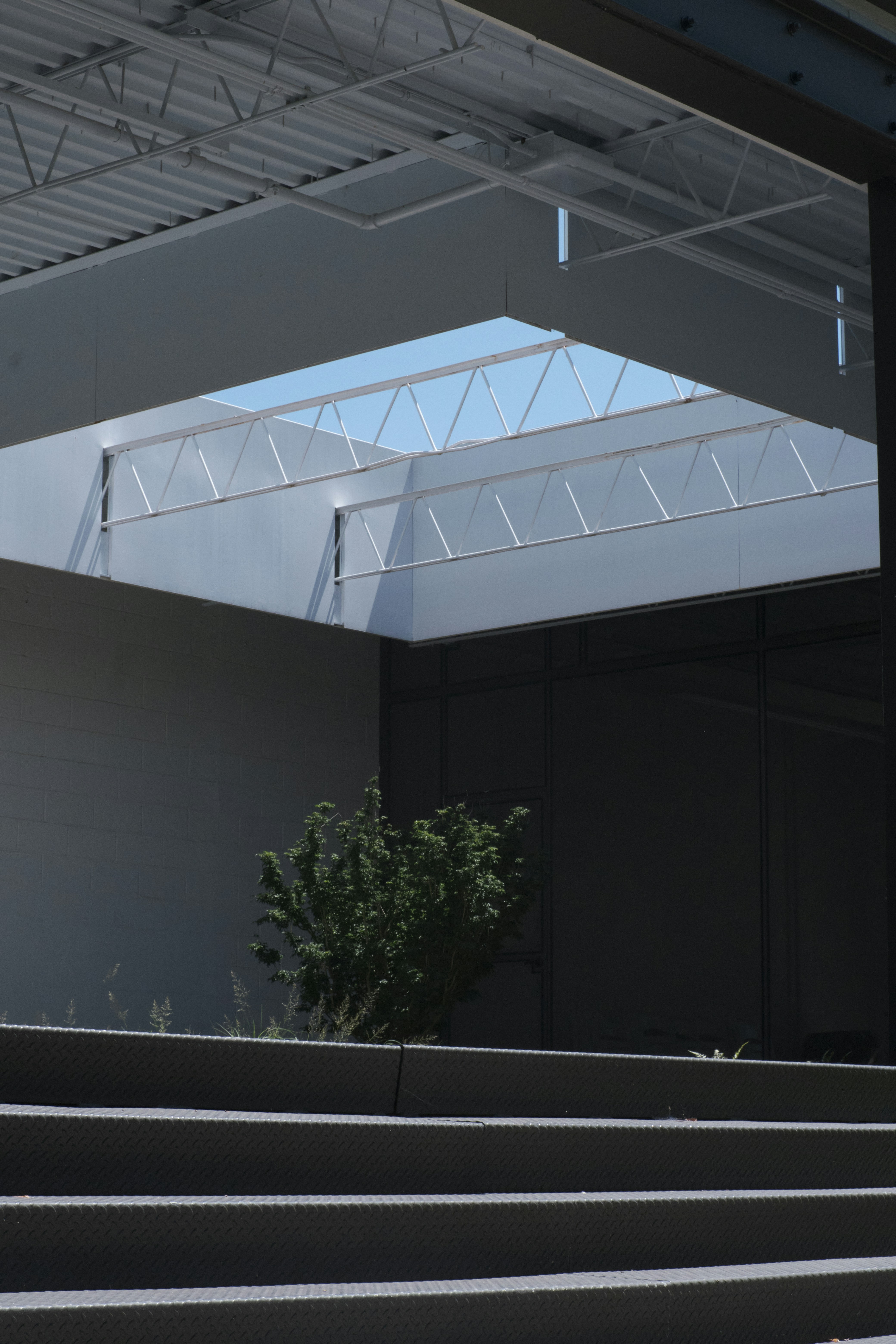 Plant growing beneath a skylight. | a building with a tree in the front