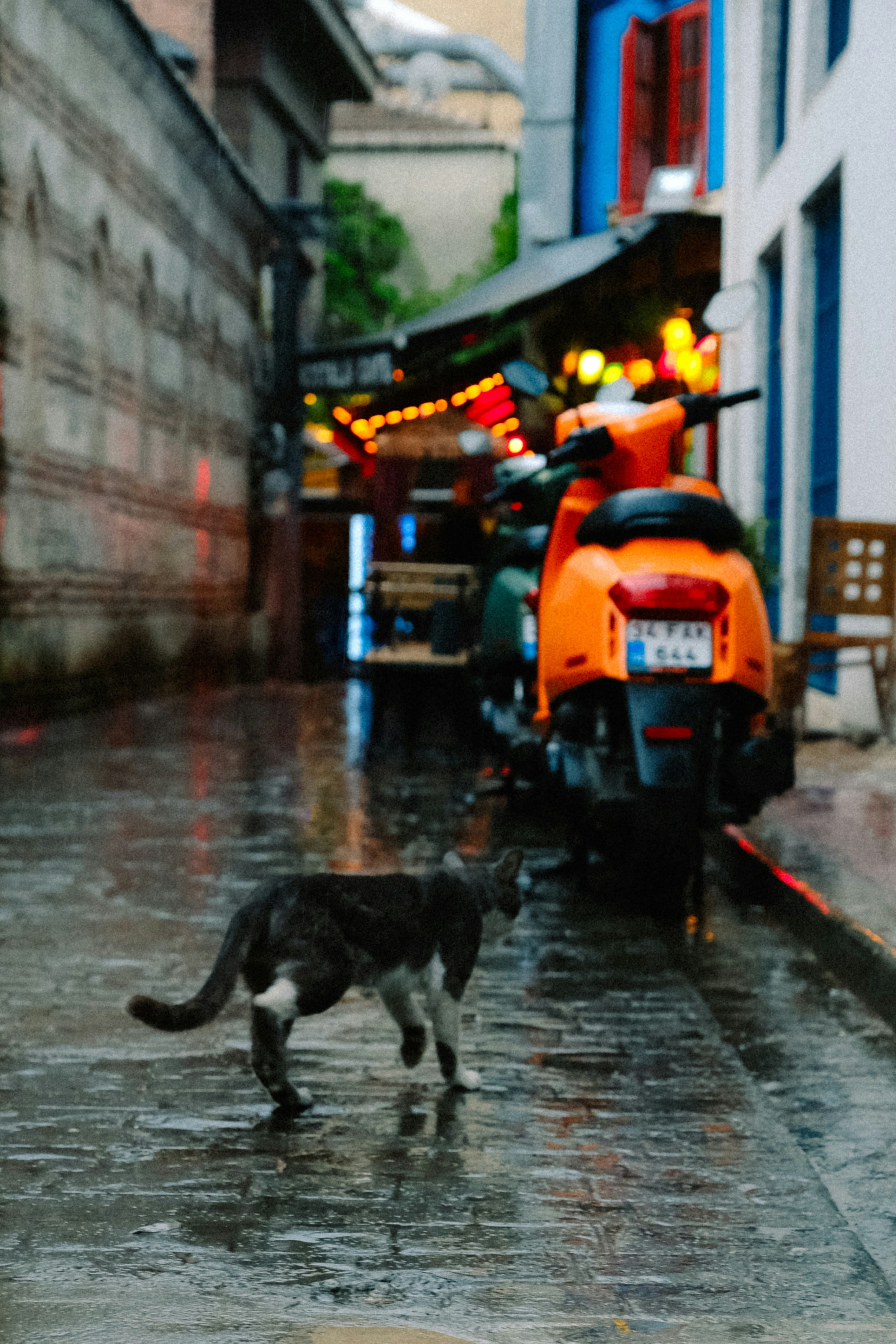 A gray cat walks through a wet alley, flanked by colorful scooters and illuminated by soft lights. The scene captures the essence of urban life in rainy weather.