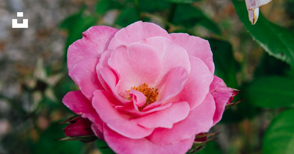 緑の葉を持つピンクの花の写真 Unsplashの無料また写真
