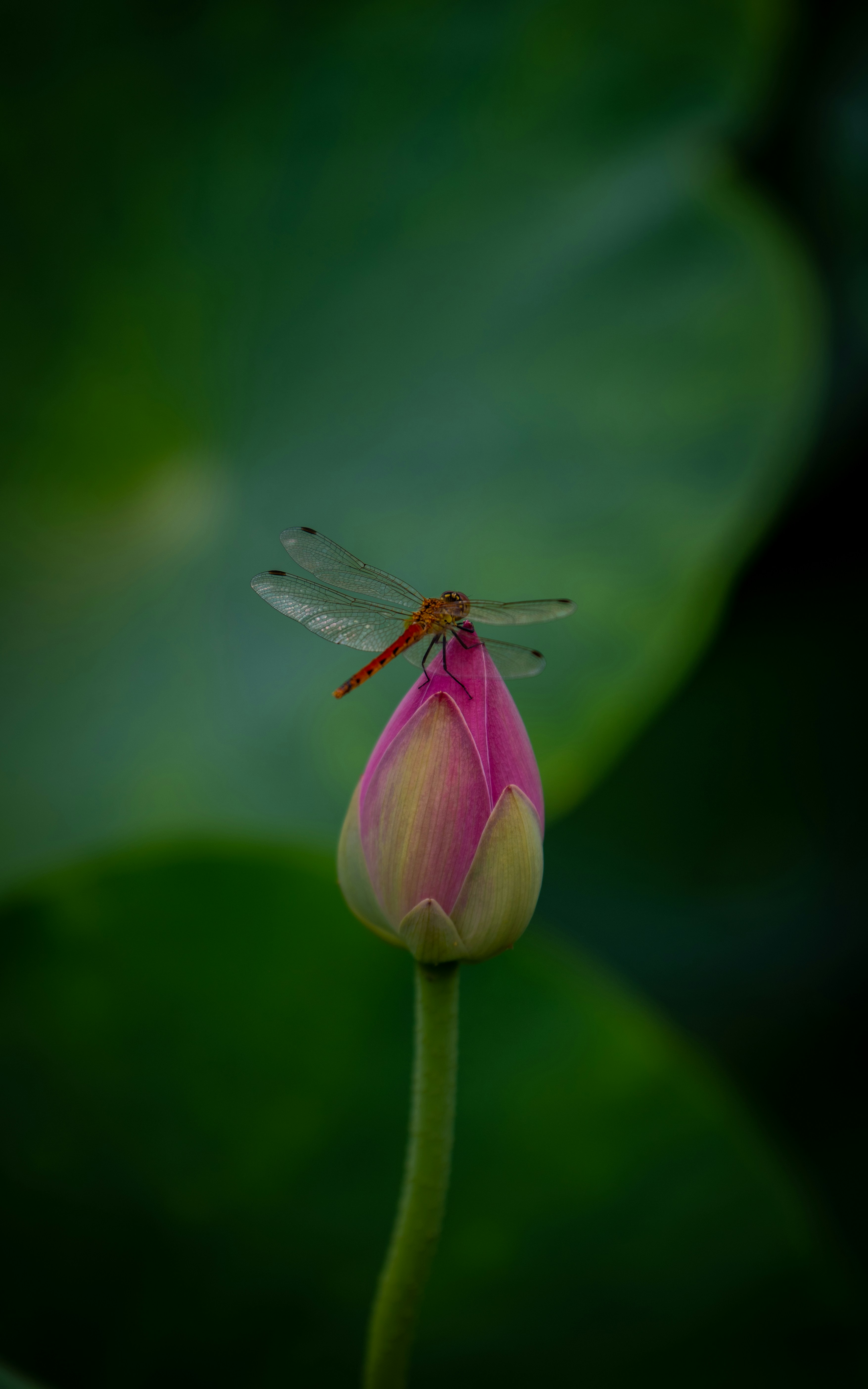 Dragonfly on a Magenta Lotus Bud: Quiet Color in a Green Sea