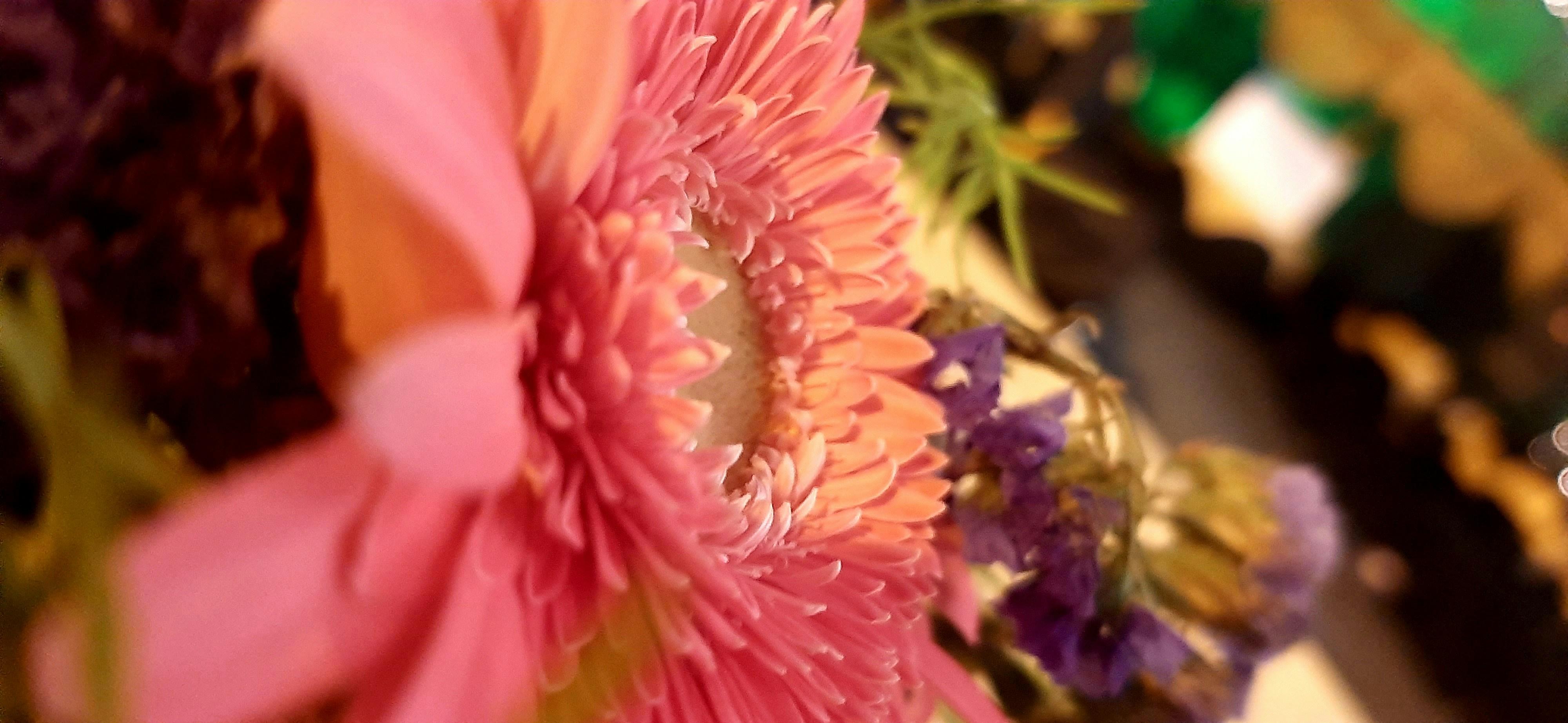 Vibrant pink gerbera daisy surrounded by delicate purple flowers, showcasing the beauty of nature's palette.
