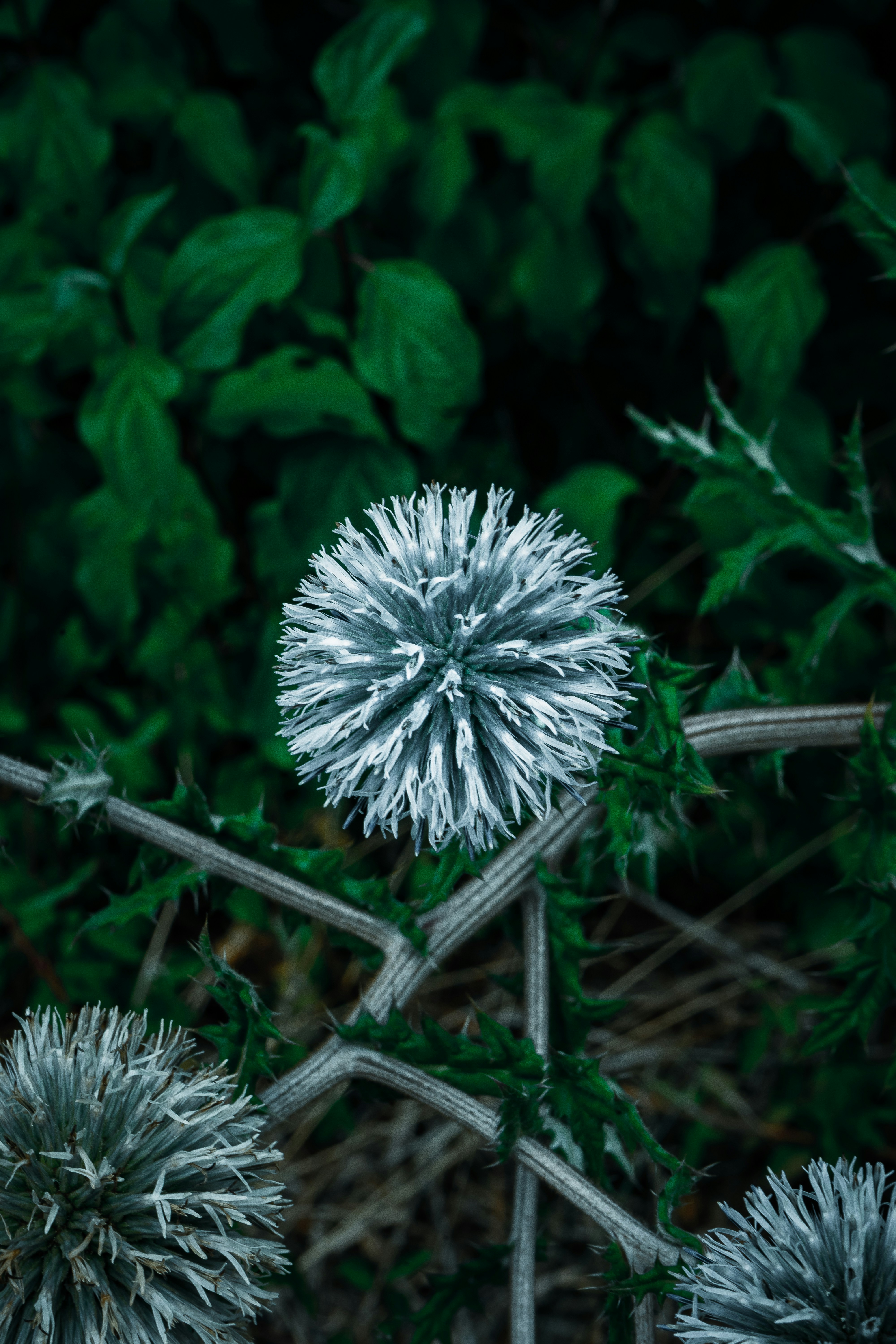 Aster-like Bloom in Winterish Green
