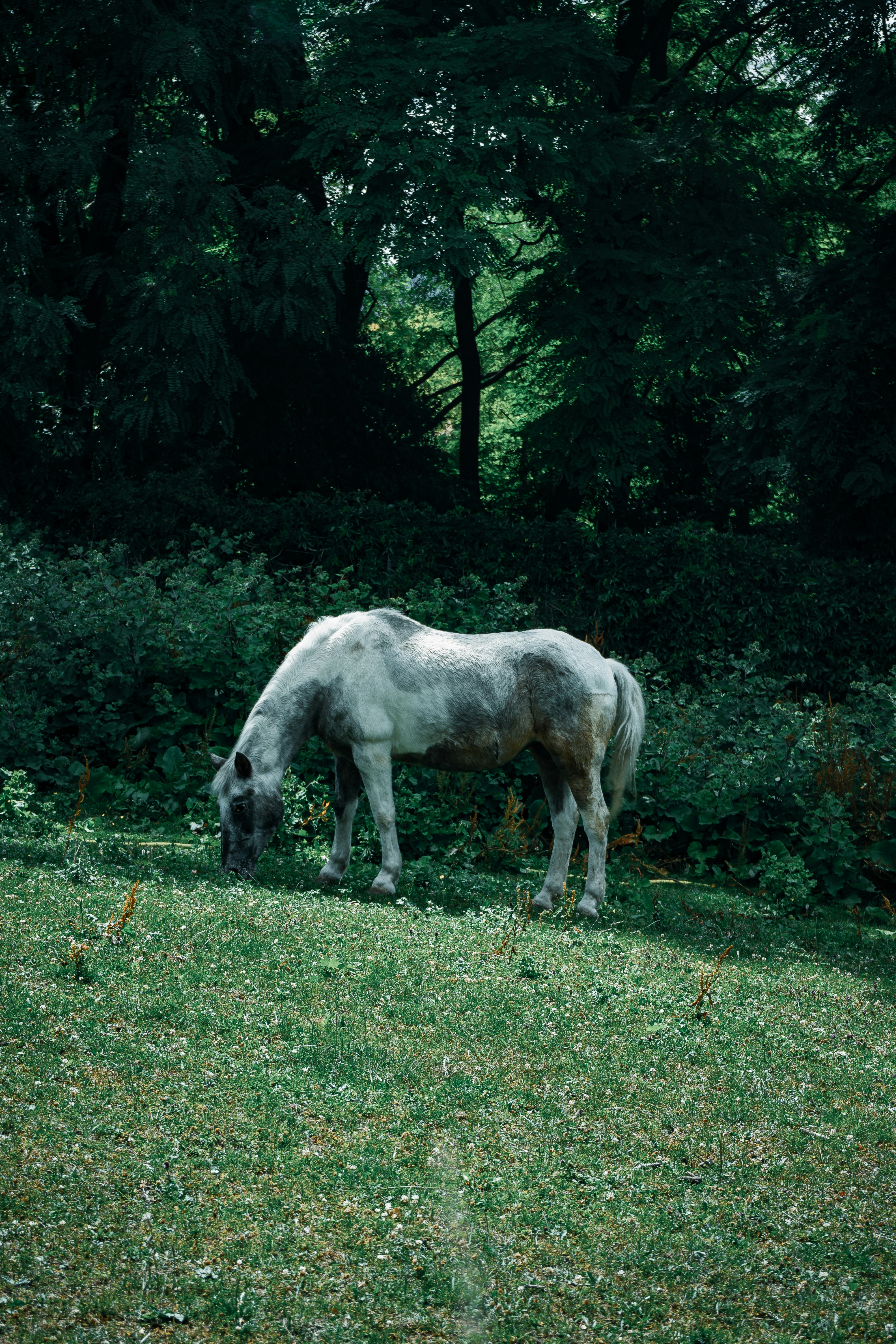 a white horse grazing in a meadow