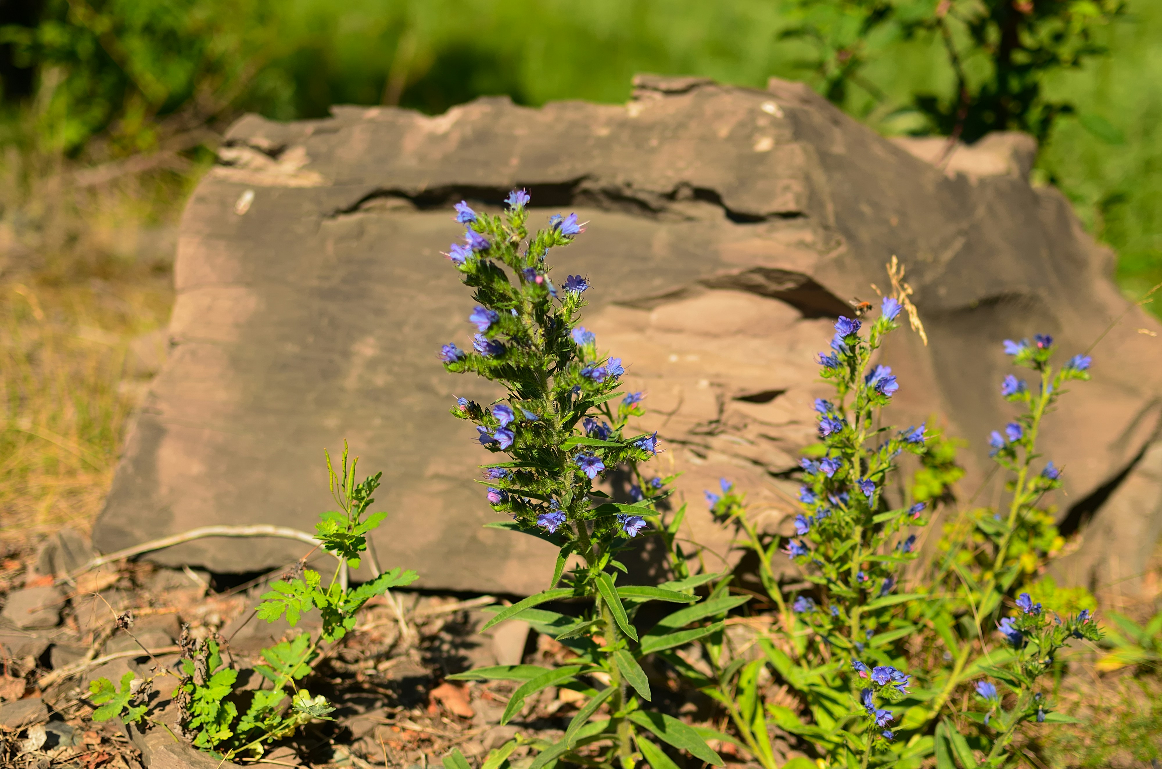 Azure Spires Bloom Against Weathered Granite
