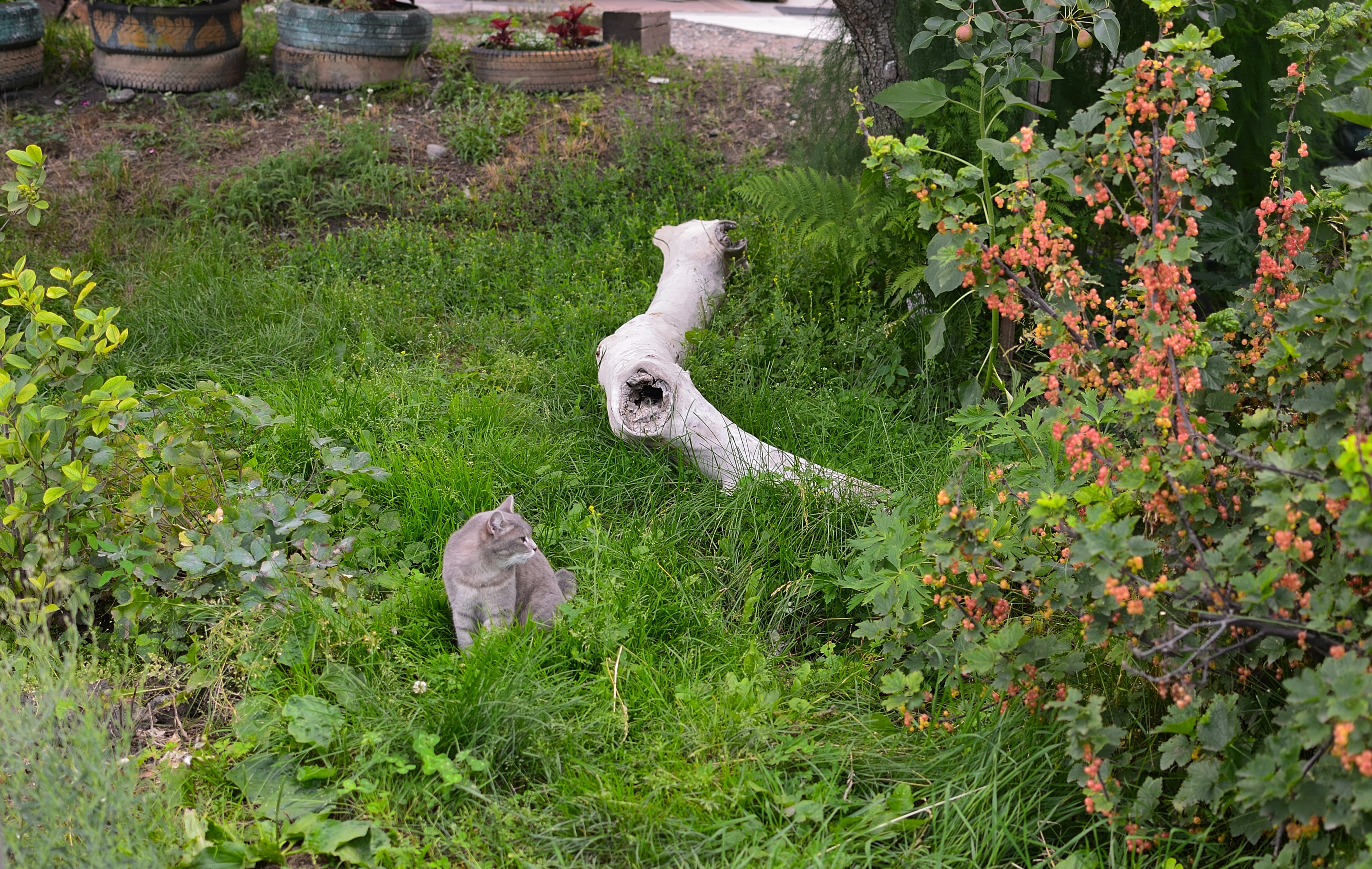 a couple of dogs lying in the grass