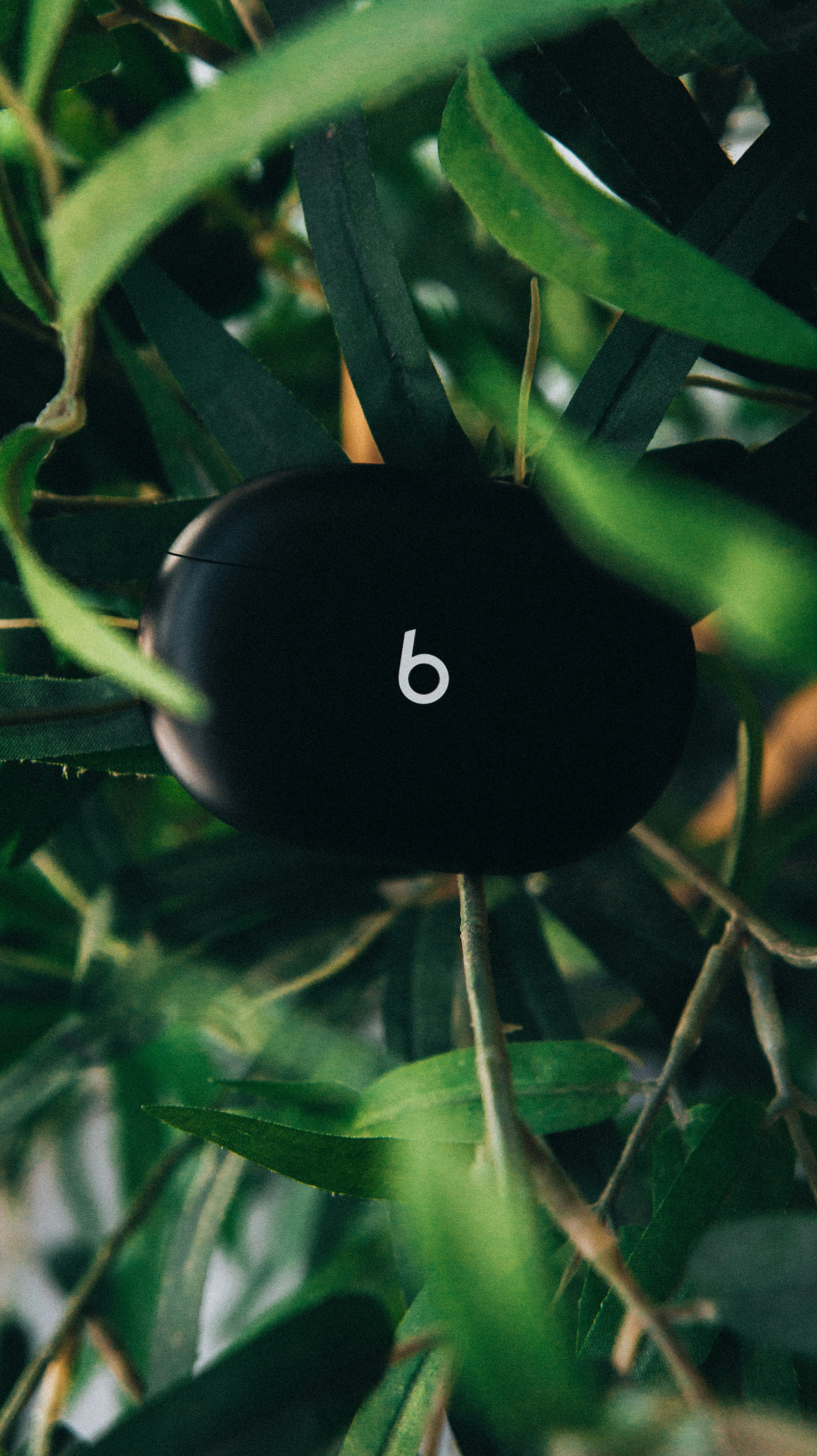 Beats Studio Buds | a black fruit on a tree