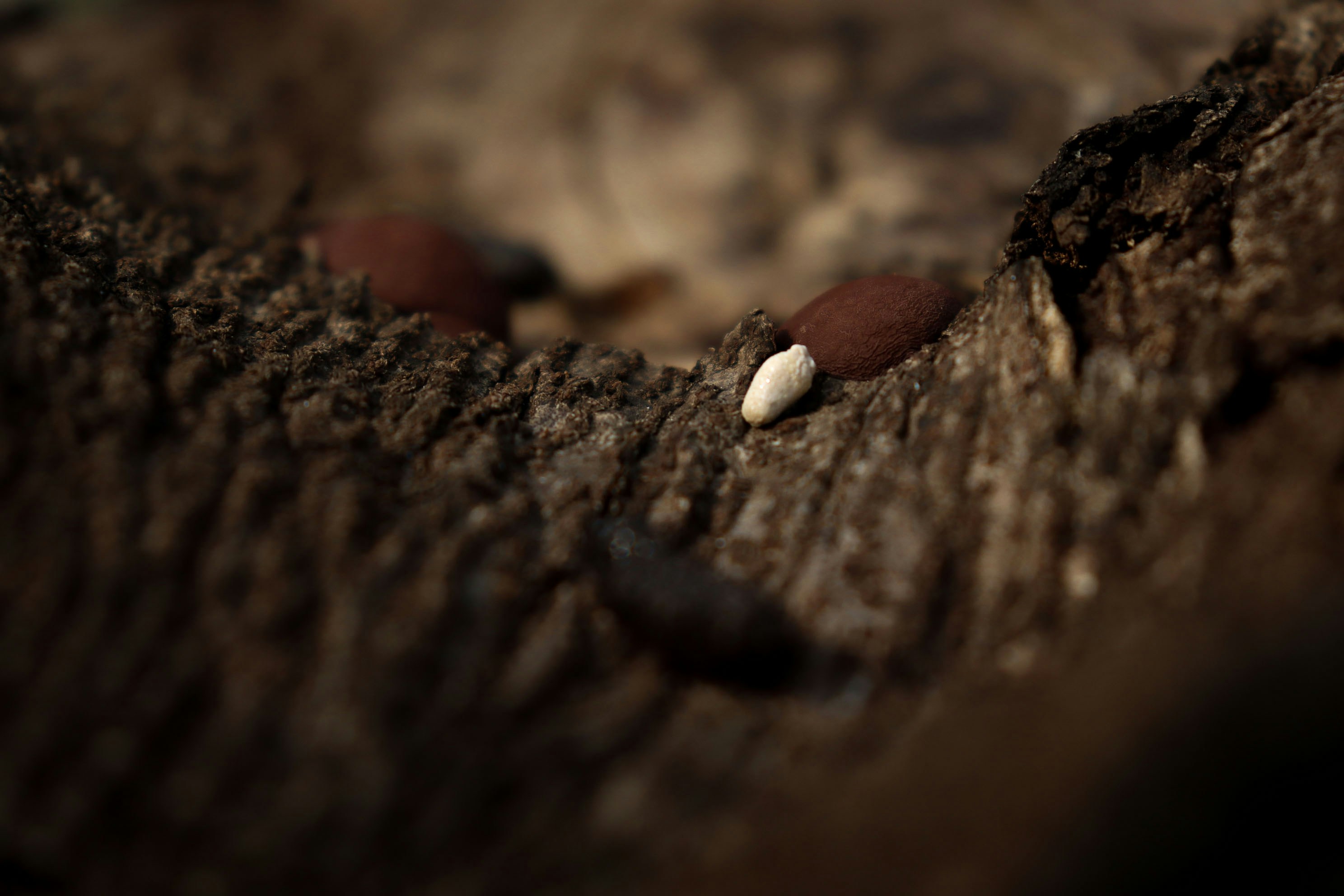 A small white object on a rock photo – Free Grey Image on Unsplash