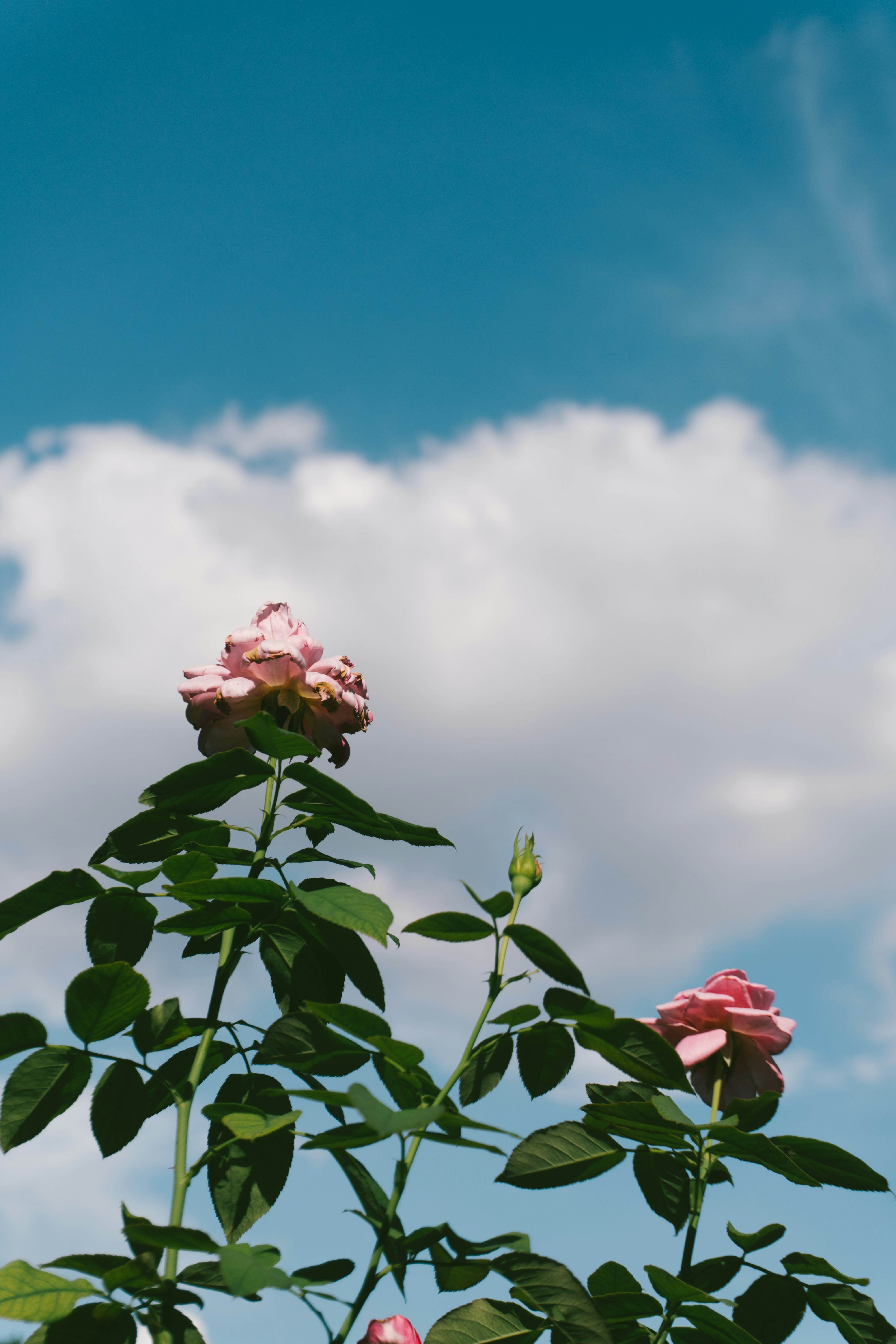 Delicate pink roses rise against a backdrop of soft clouds and blue sky, embodying the beauty of nature's artistry.