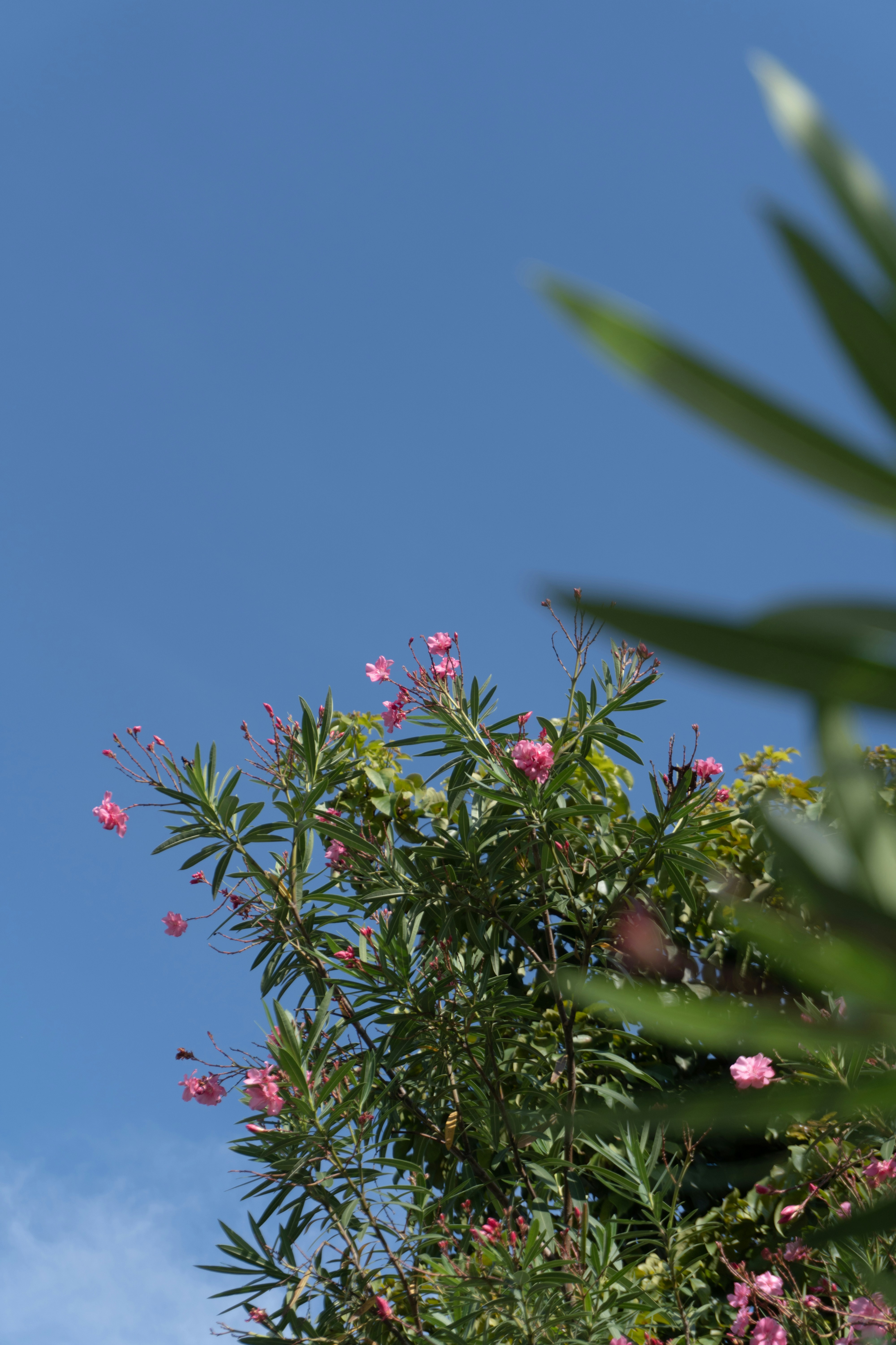 Vibrant pink flowers bloom amidst lush green foliage against a bright blue sky.