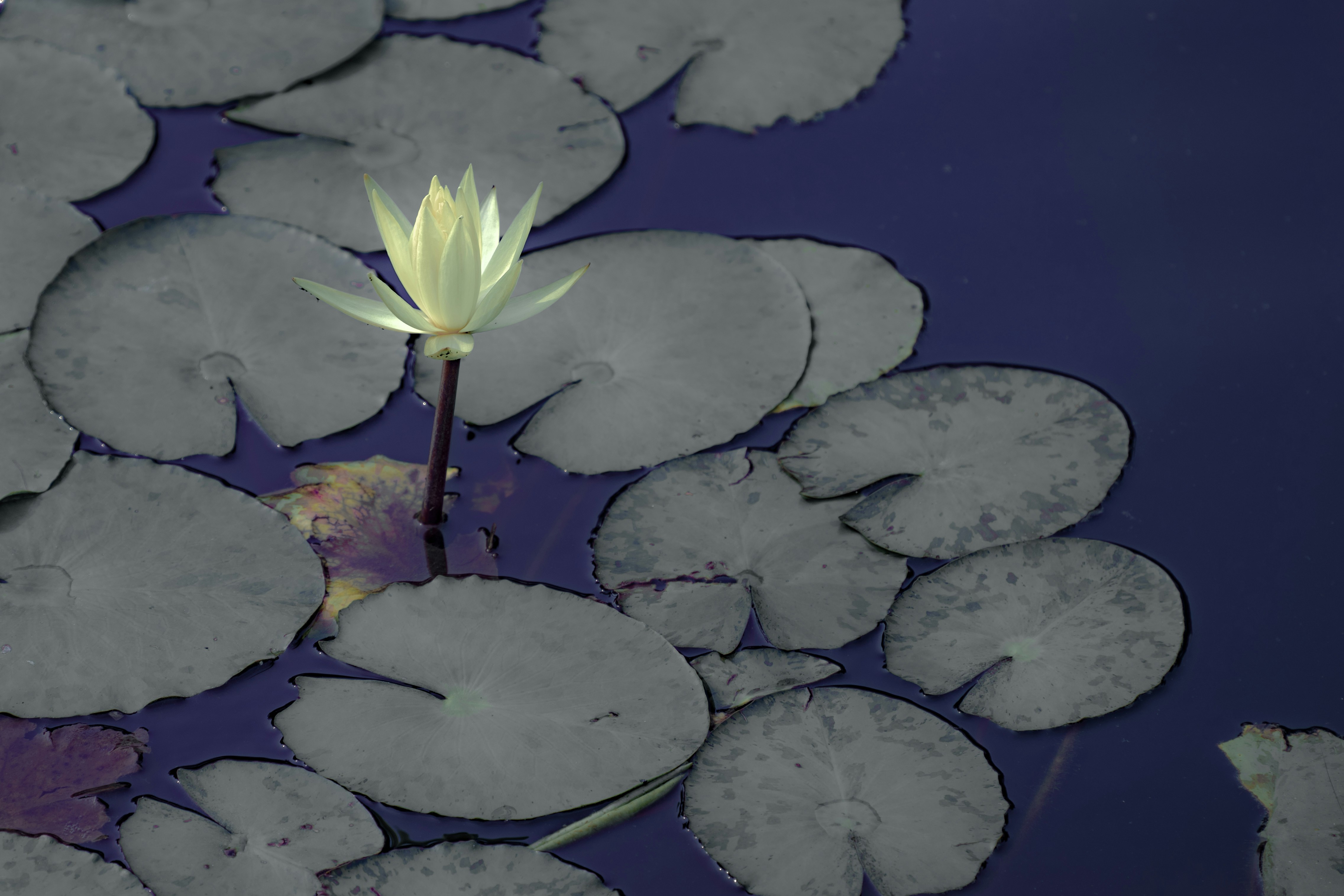 Floating Bloom Among Moonlit Lilypads