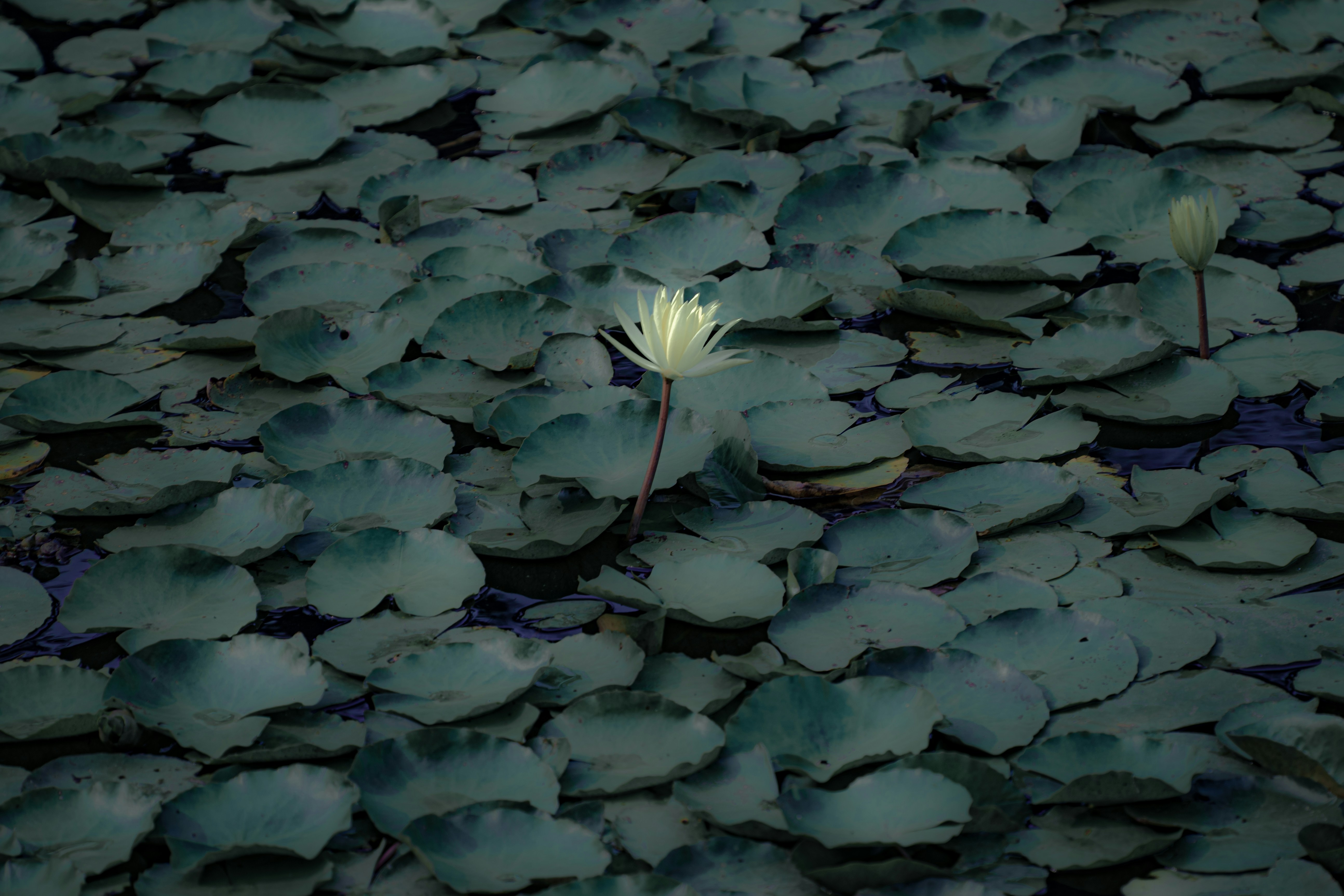 a flower growing in water