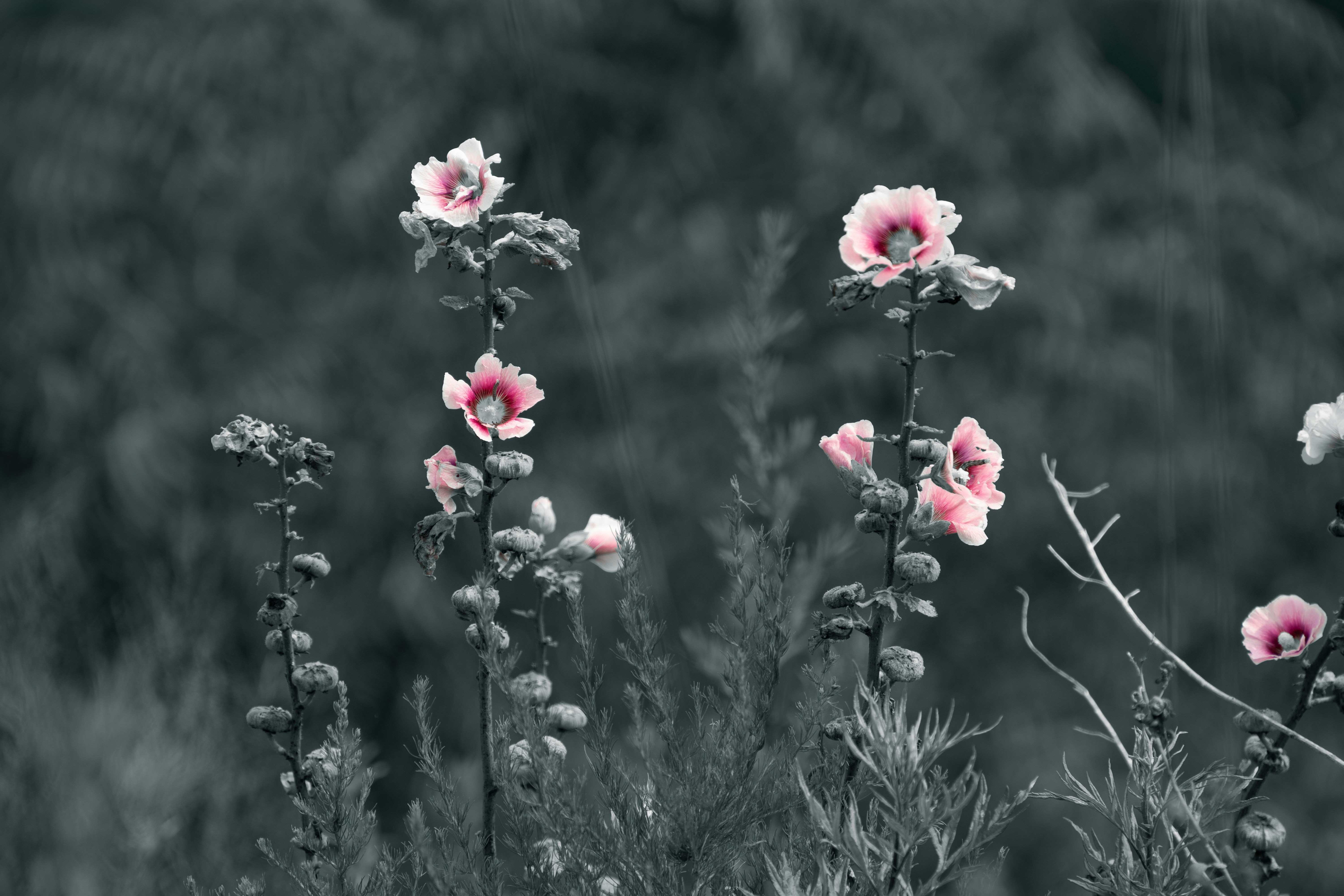 Color Pop in Monochrome: Pink Hollyhocks Rise Through Gray Grass