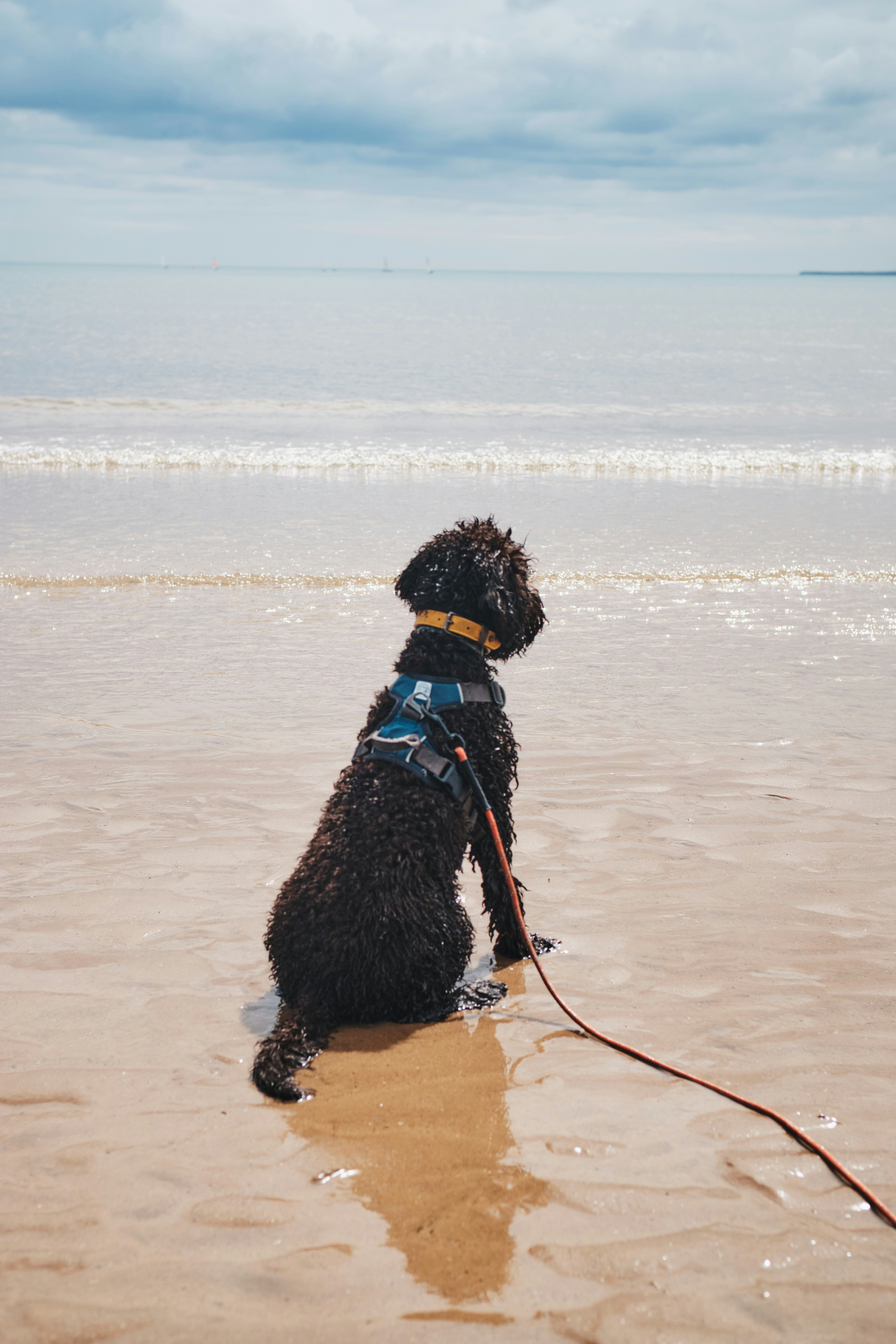 Curly-haired dog gazing out at the tranquil sea, with gentle waves lapping at the shore. The scene captures a moment of serene reflection.