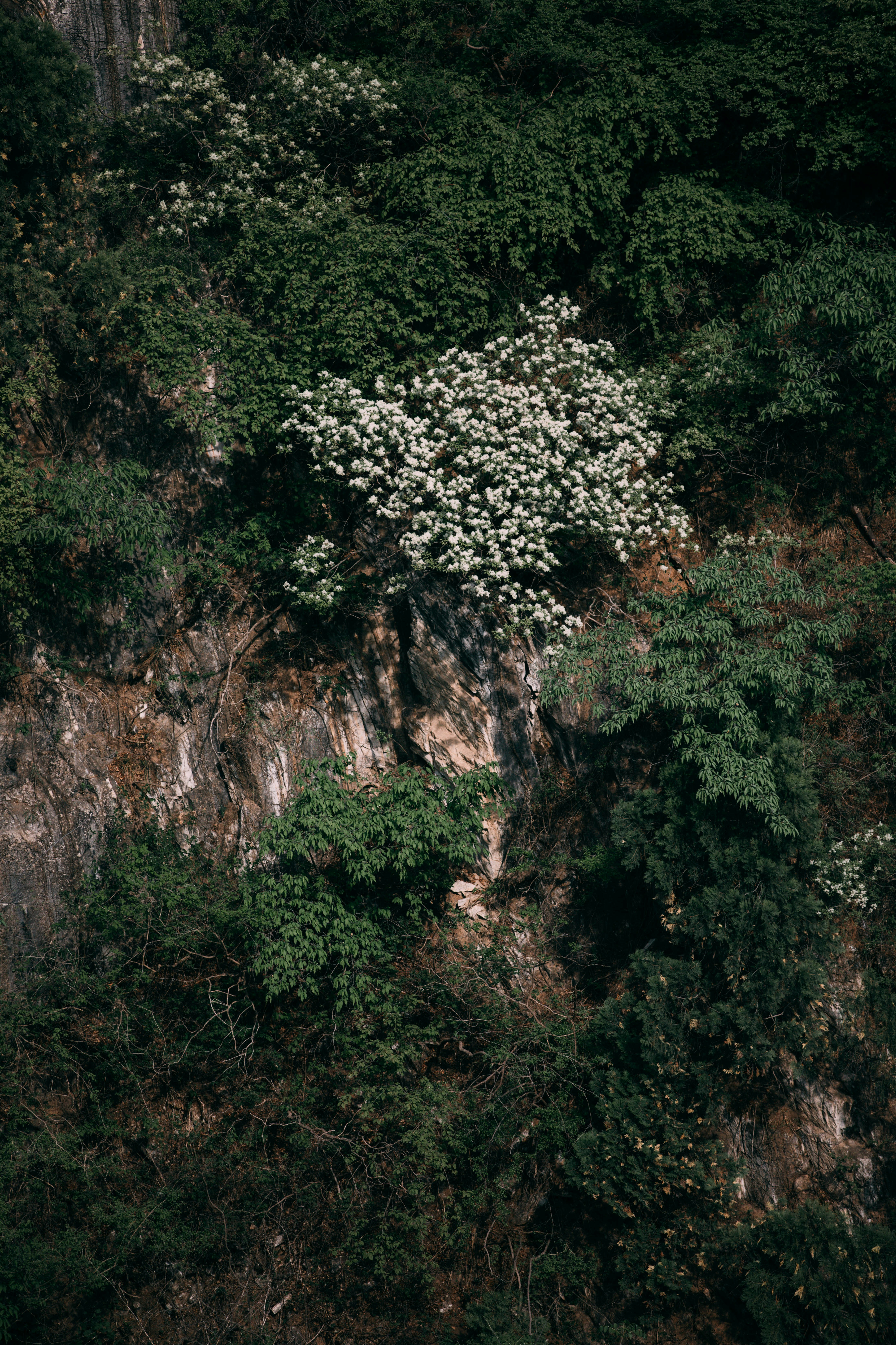 Cliffside Bloom: A Cloud of White Blossoms on Mossy Rock