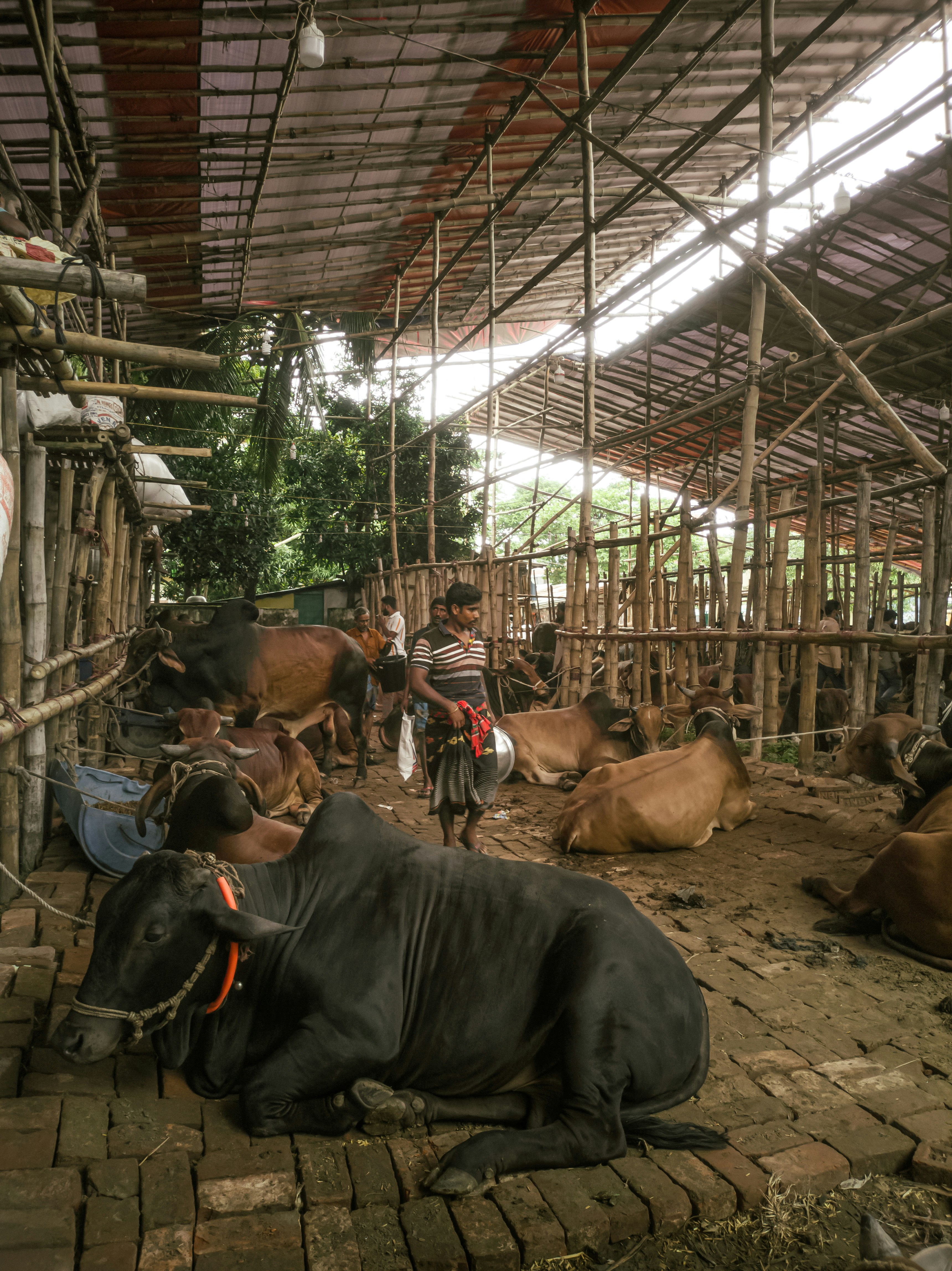 A person riding a horse in a barn full of cows photo – Free Animal ...