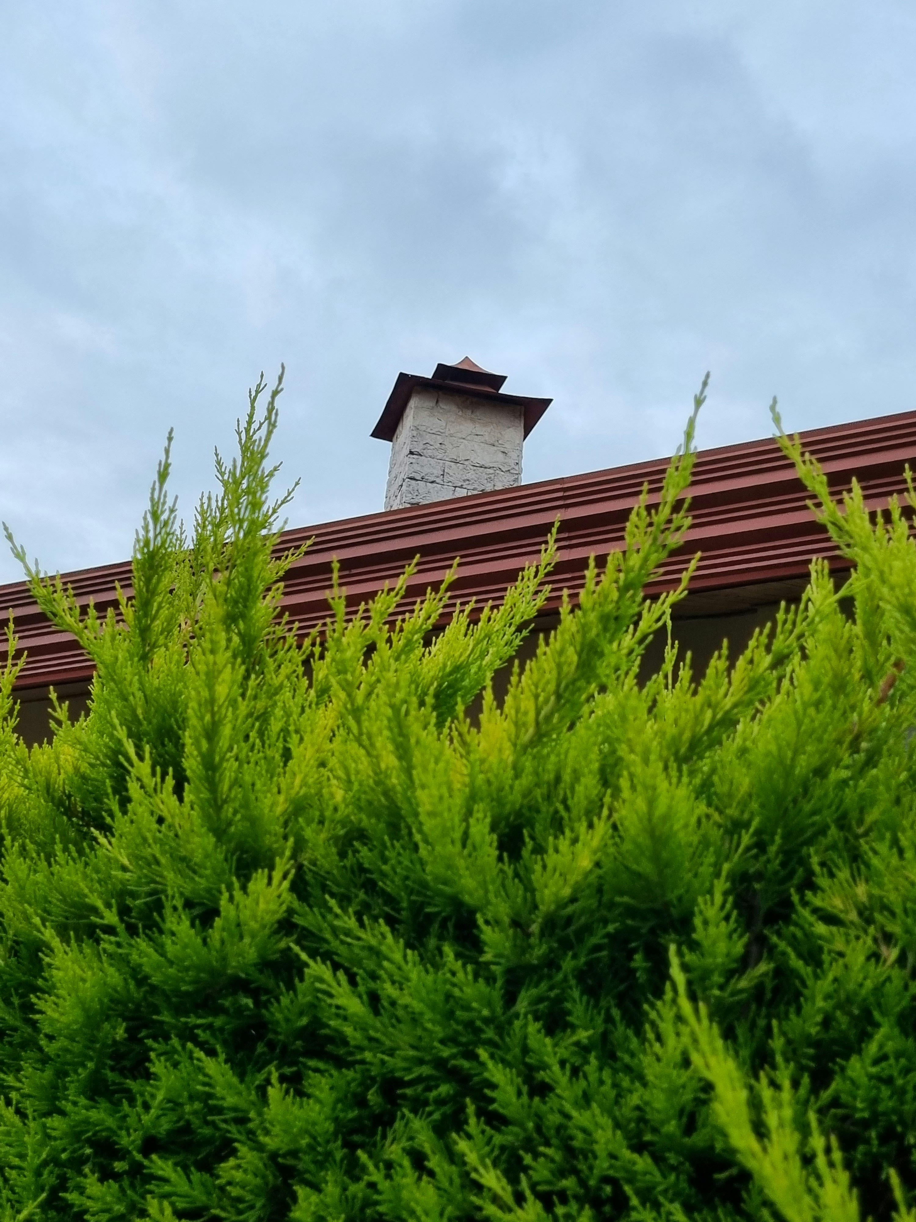 Chimney Emerges Over Lush Conifer Fronds Beneath a Gentle Gray Sky