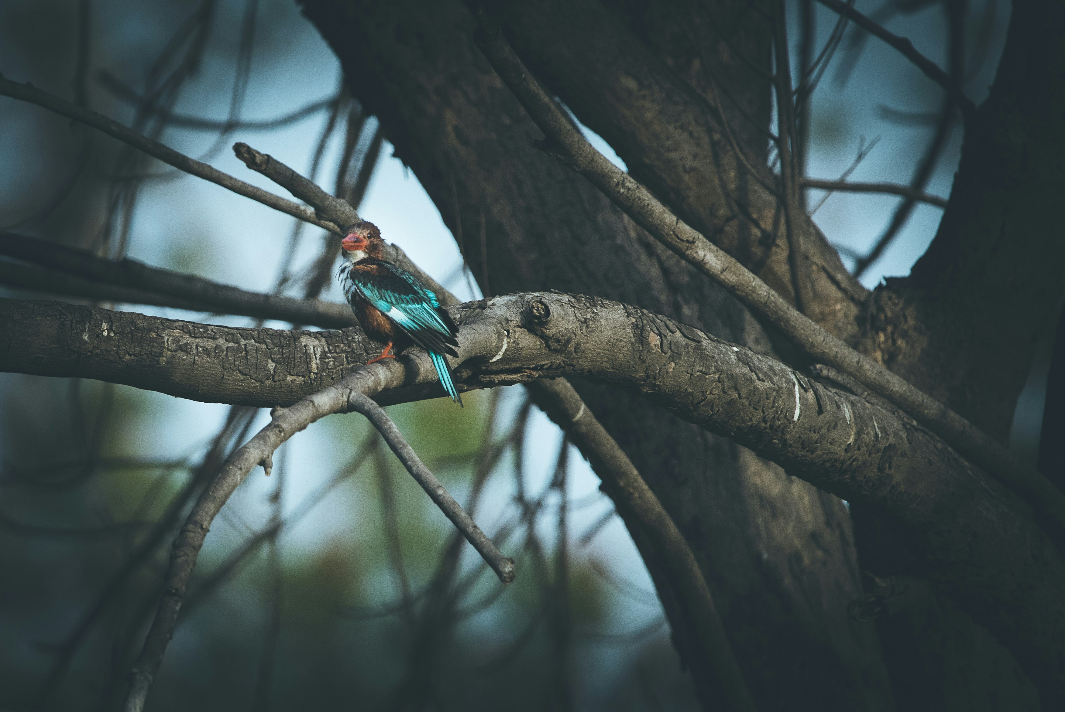Turquoise Kingfisher Perched on a Gnarled Branch at Dusk