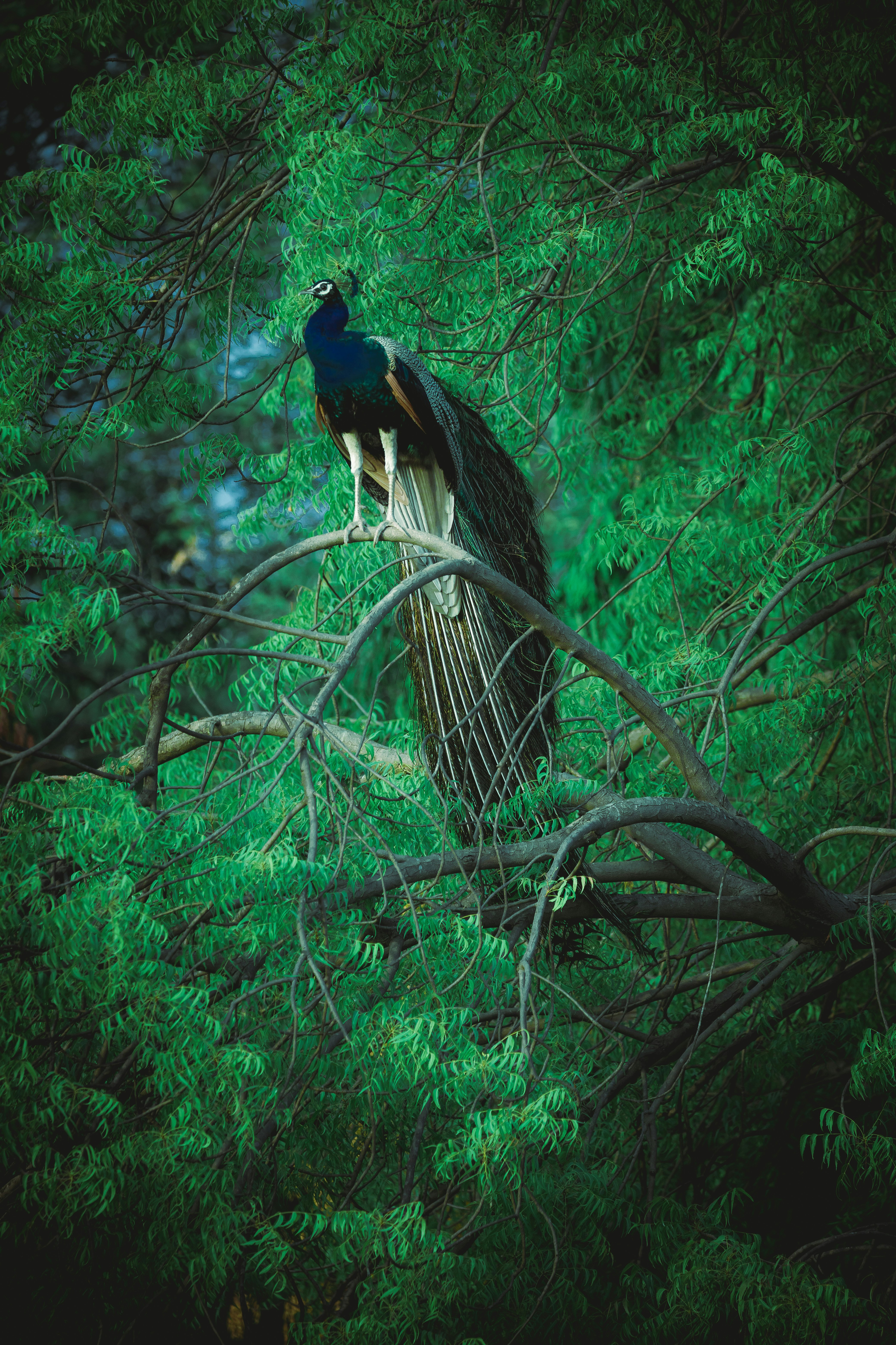 Emerald Throne in the Verdant Canopy: A Peacock Perched Among Green Arches