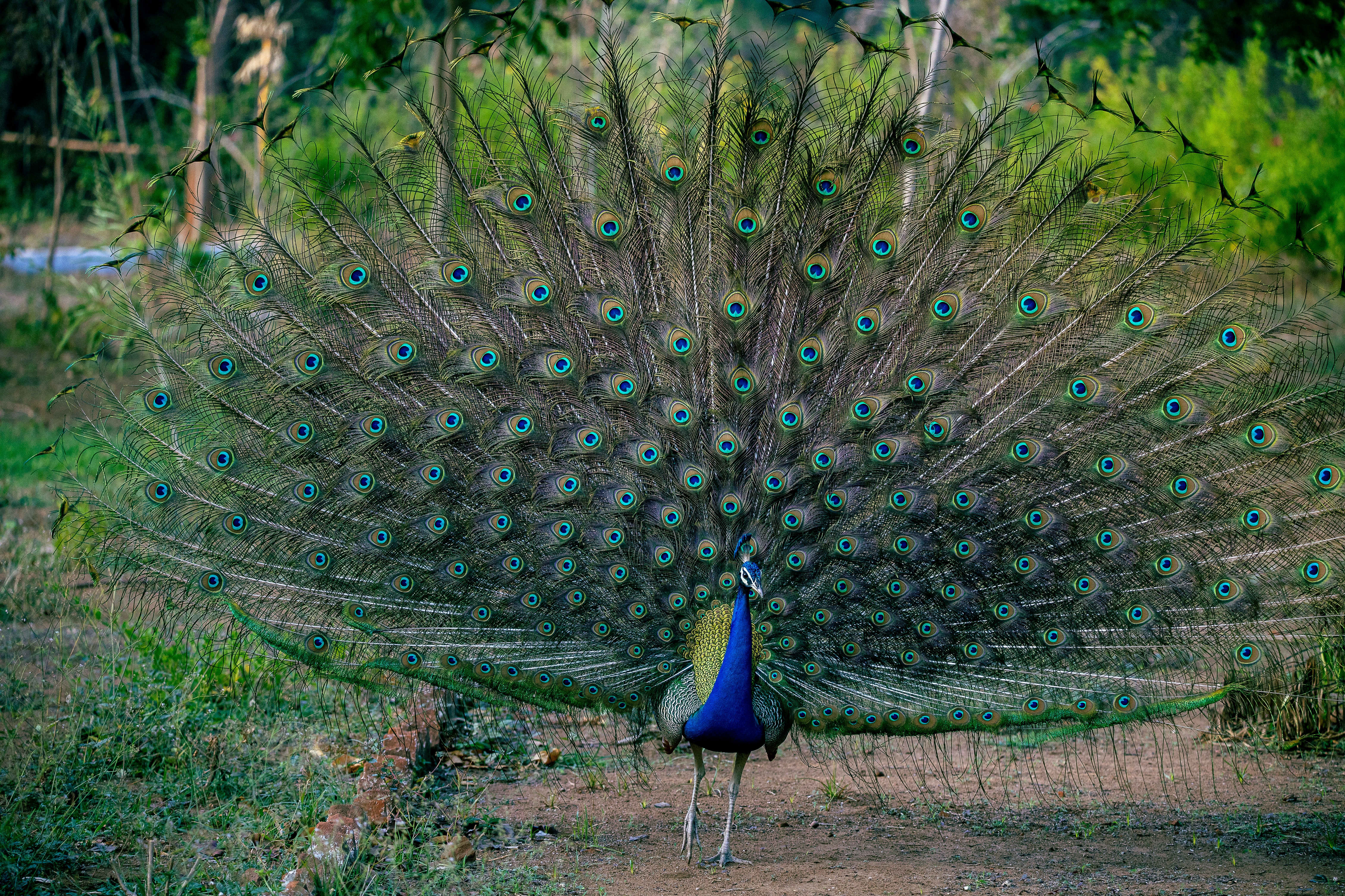 Emerald Crown: A Peacock in Full Parade