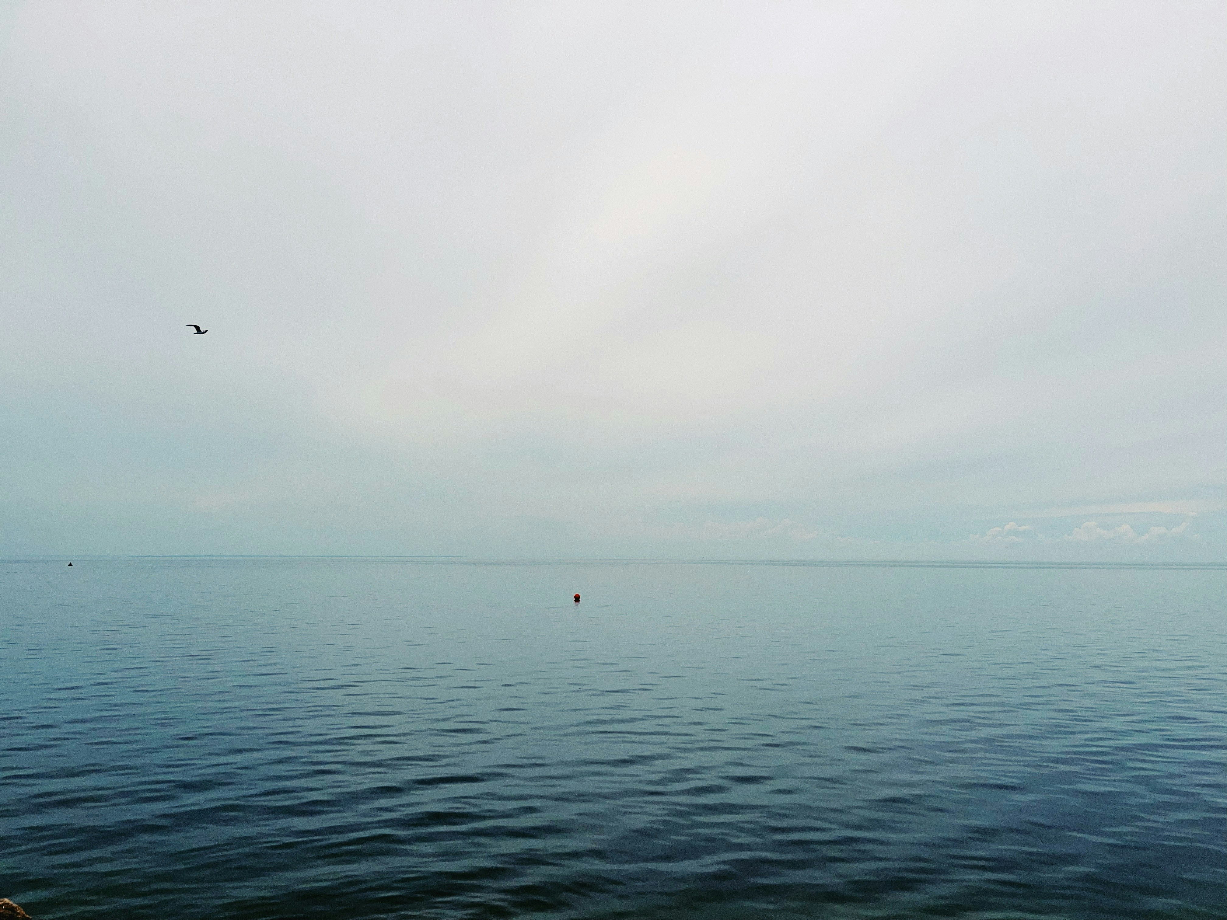 Calm sea reflecting a muted sky with a solitary bird soaring above, capturing a moment of tranquility.