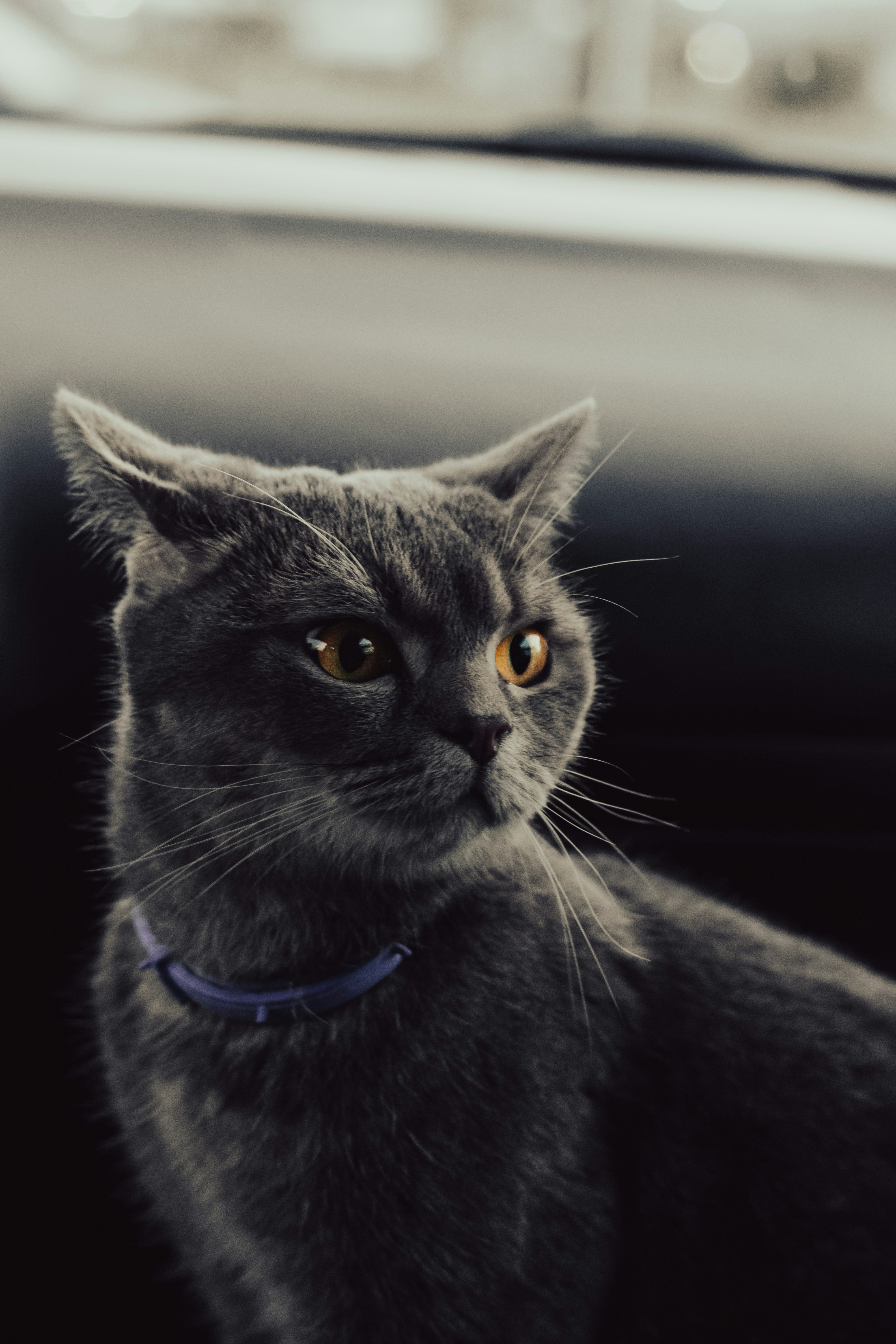 Imágenes de Gato Con Luces | Descarga imágenes gratuitas en Unsplash