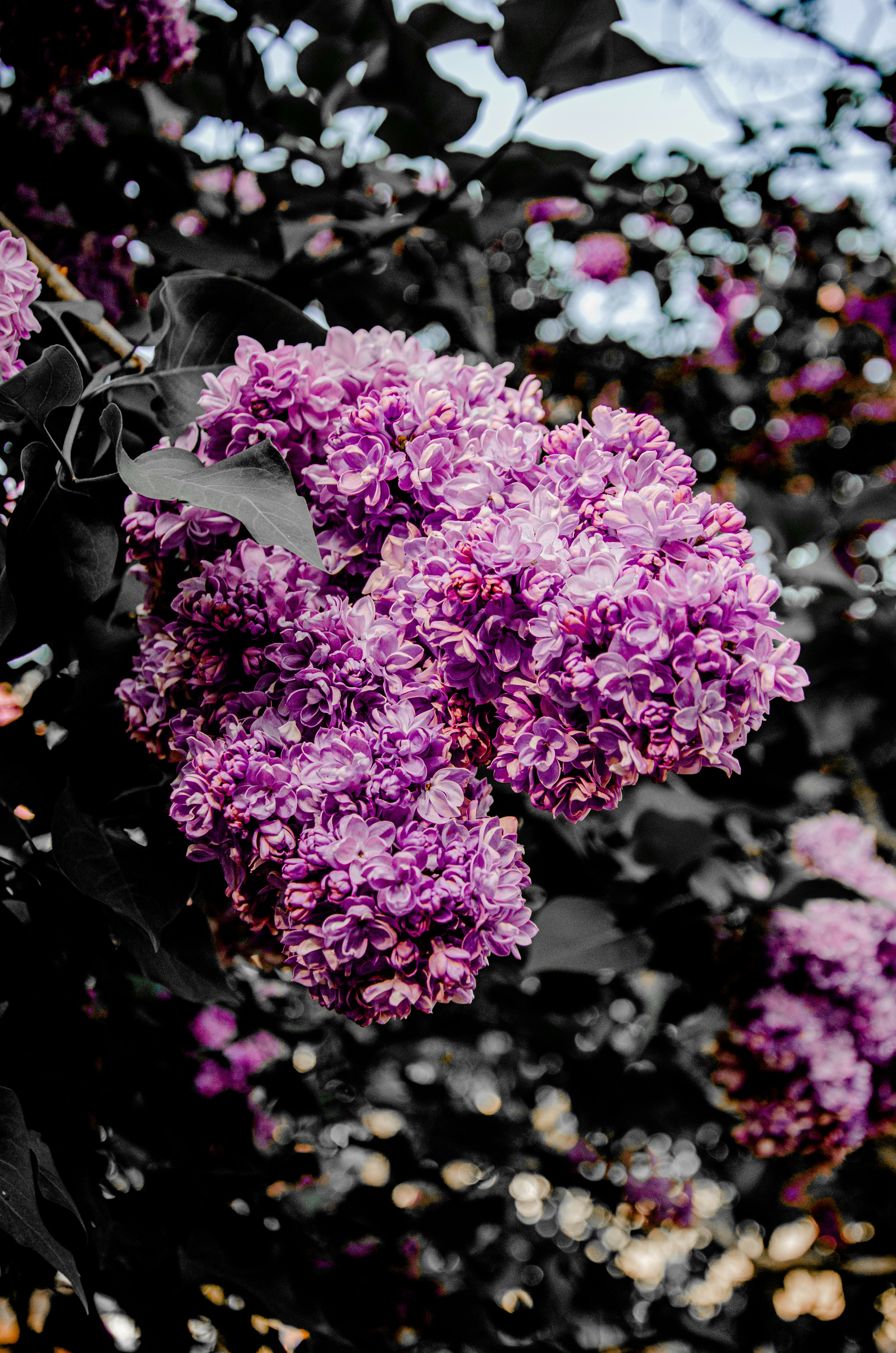 Lilac Velvet in a Monochrome Garden