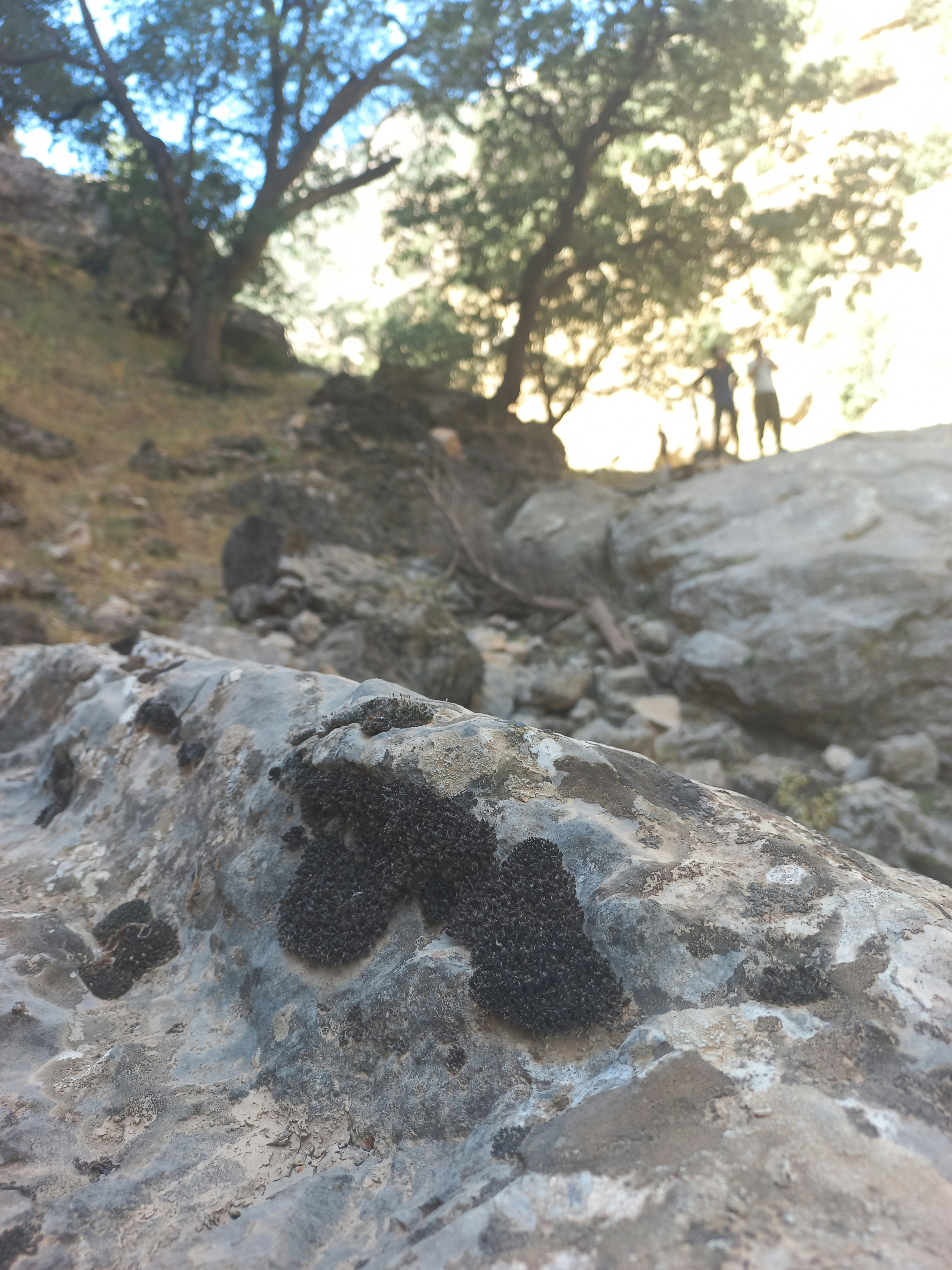 Close-up of textured rock surface adorned with dark lichen, with hikers in the background amidst a sunlit landscape.