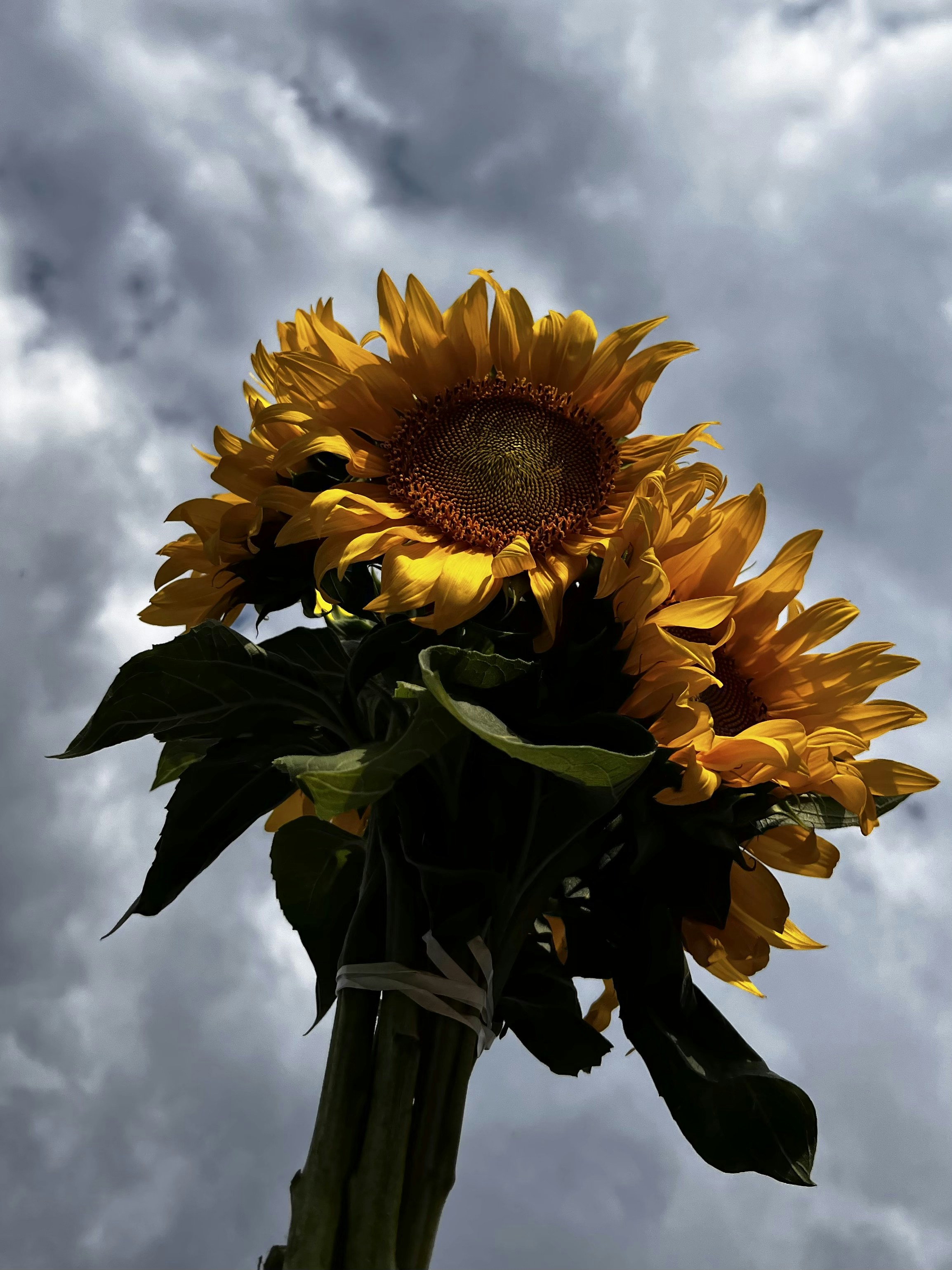 Sunflower Bouquet Reaching Toward a Moody Sky