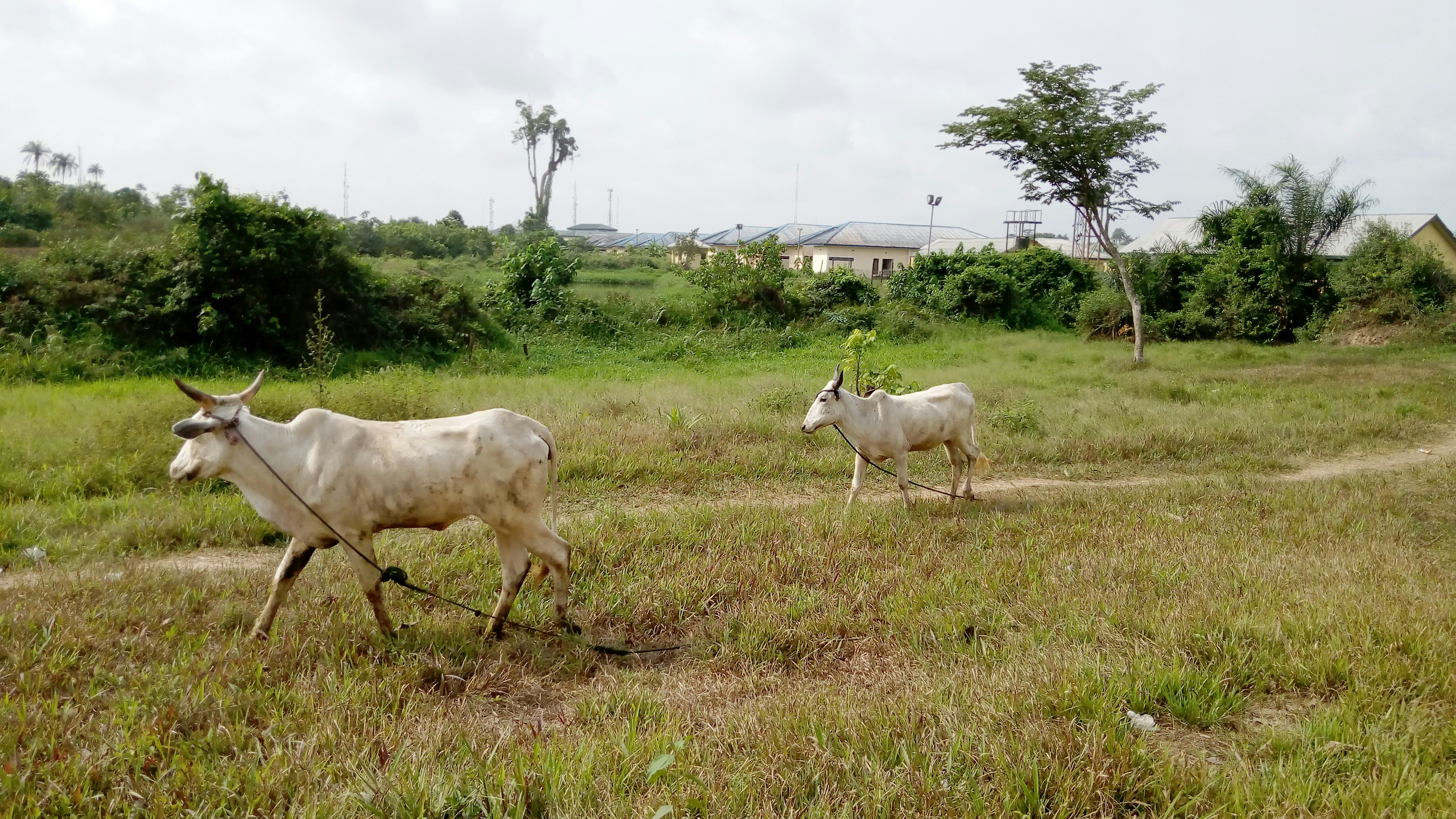 Crossing Quiet Plains: Two White Cattle Drift Across a Rural Field