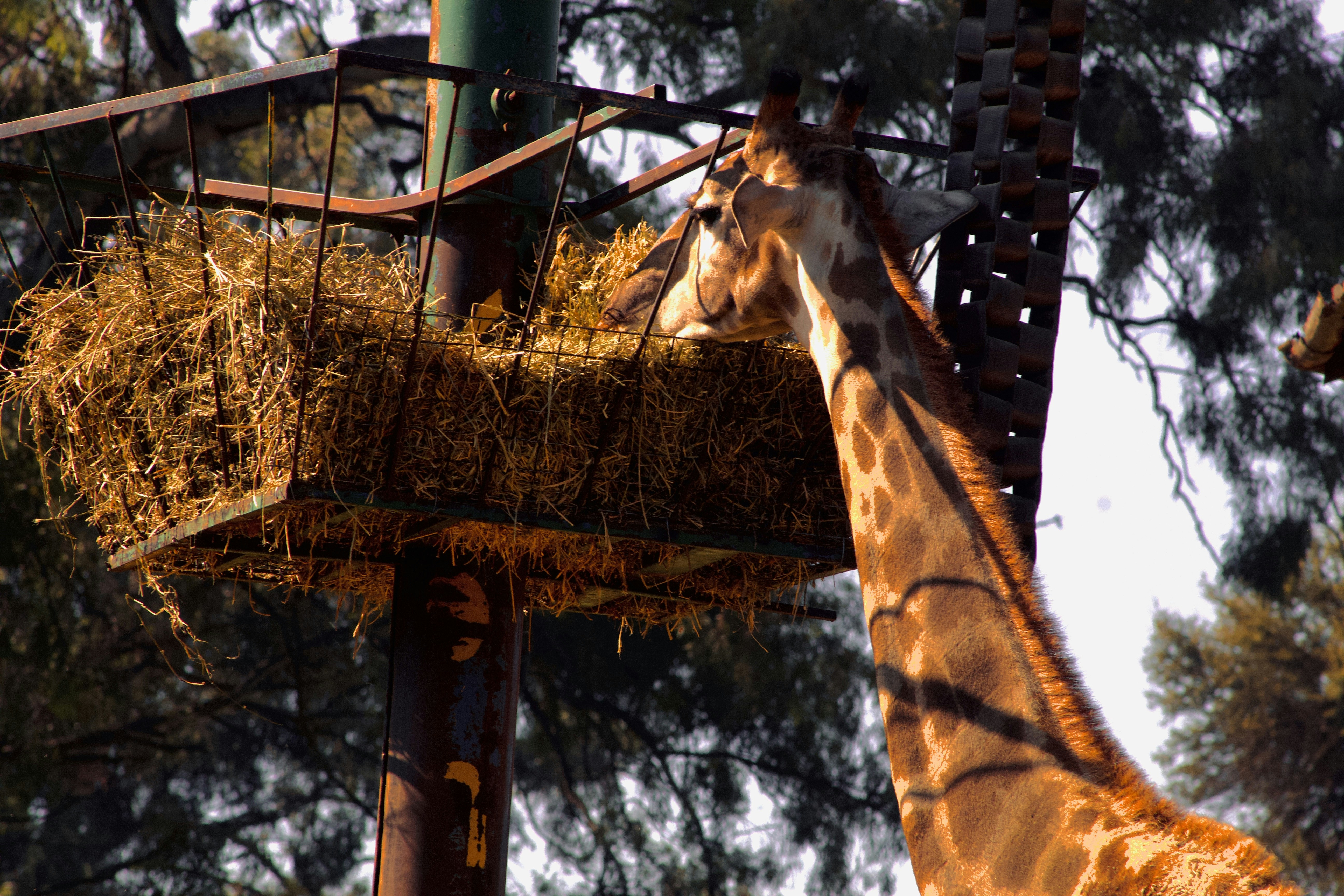 Giraffe Reaches for Quiet Hay on a Sunny Platform