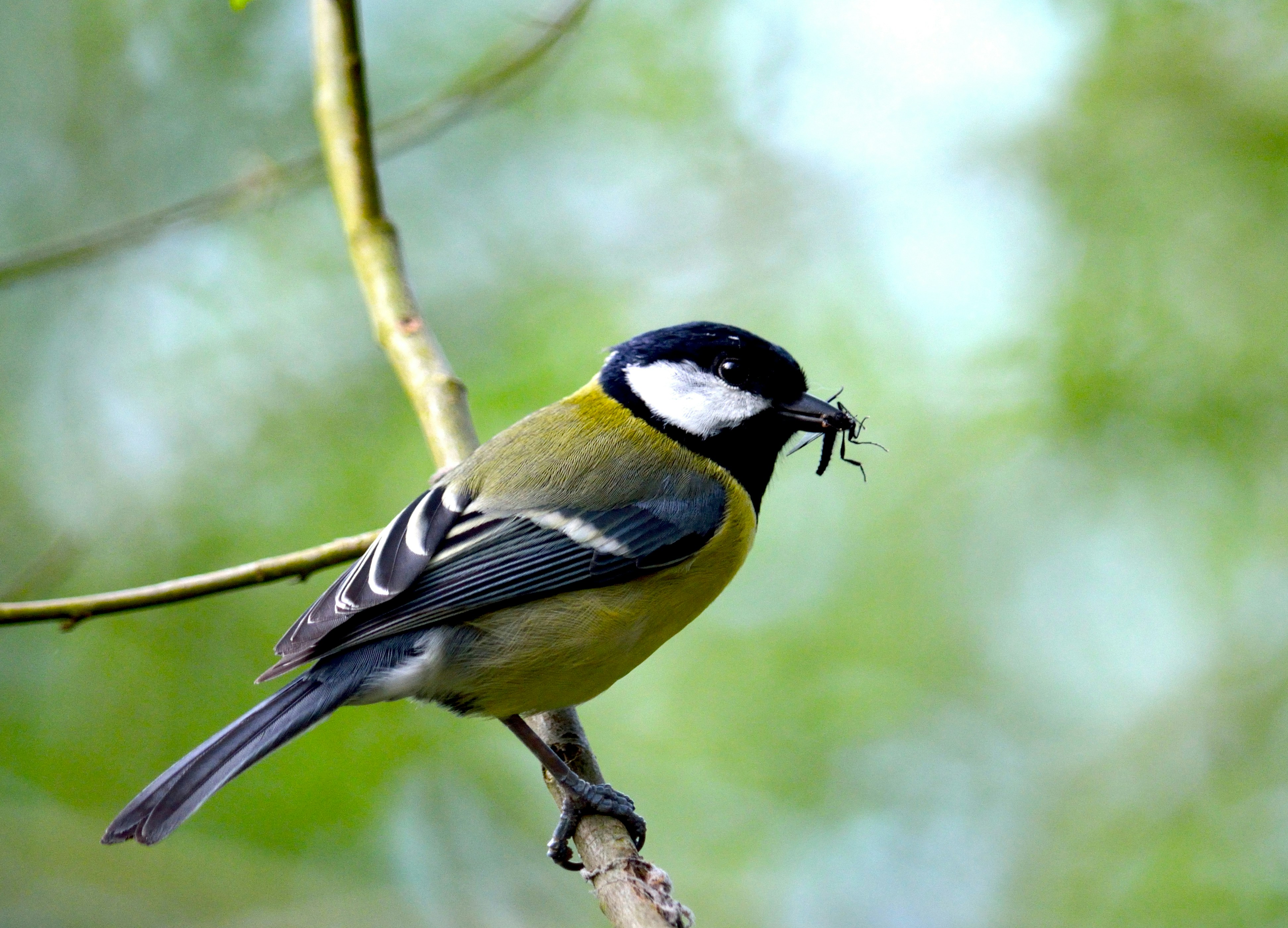 Great tit perched on a branch, holding an insect in its beak against a blurred green background.