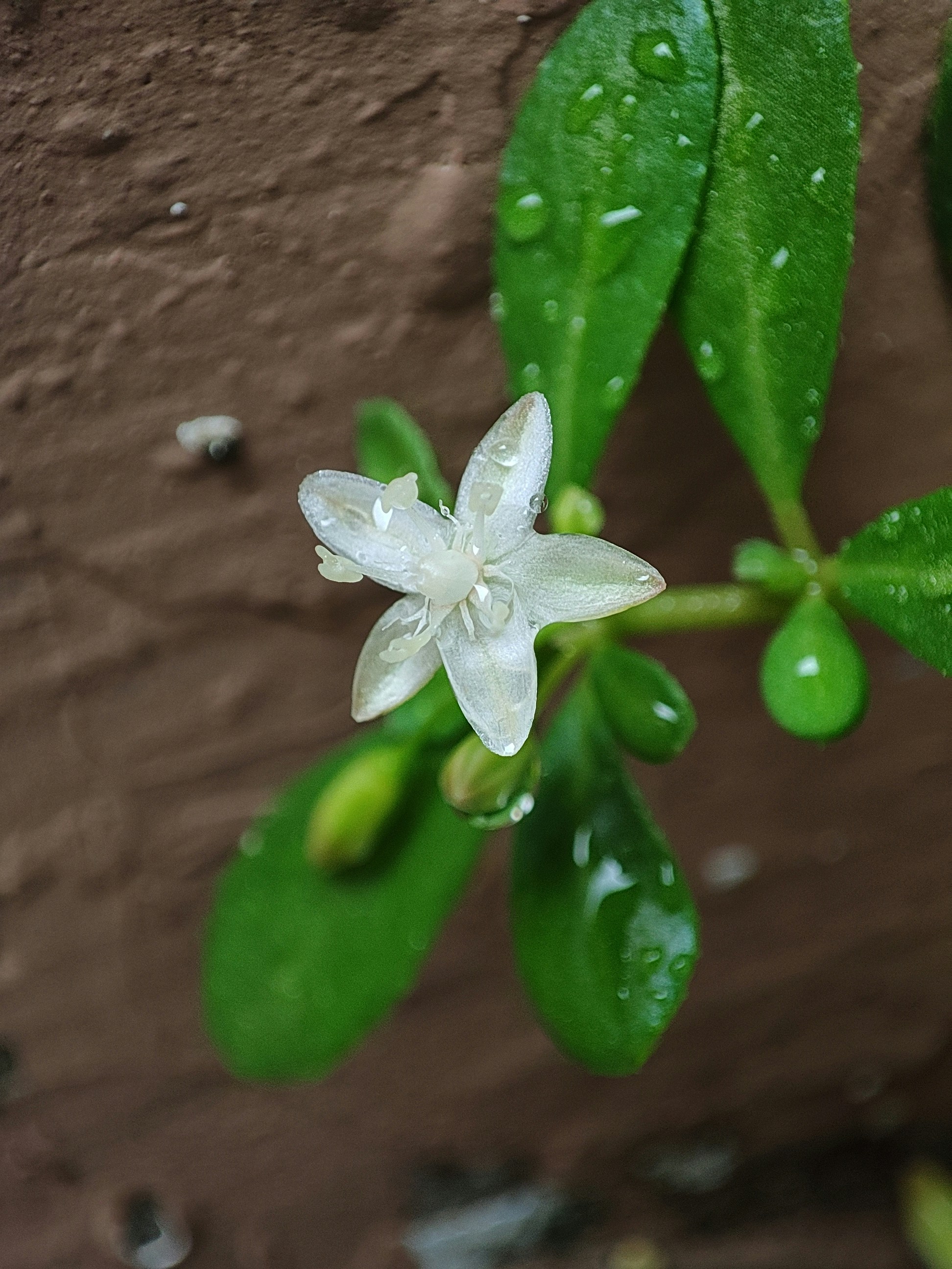 Dew-Kissed White Starflower on a Rustic Backdrop