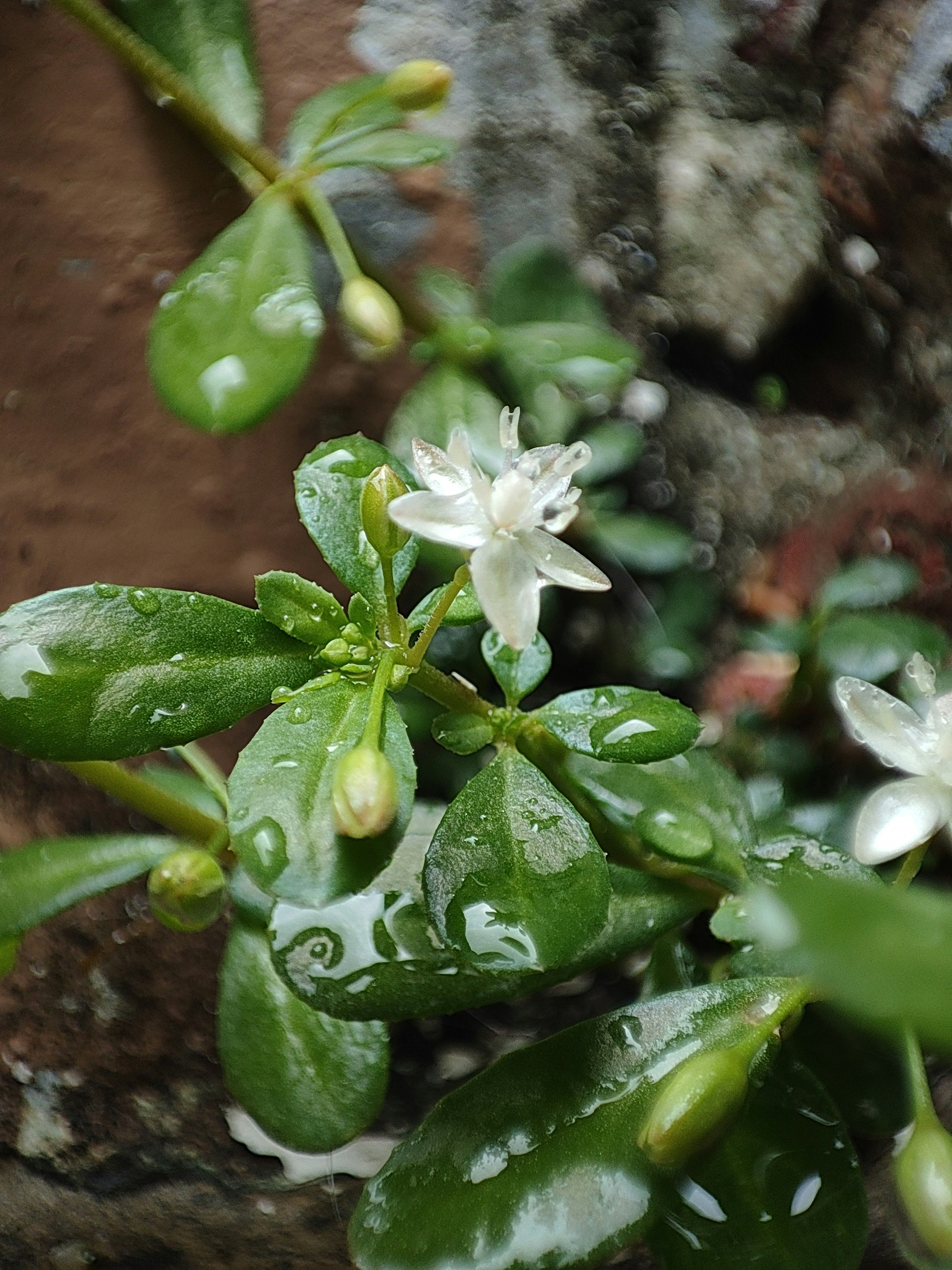 Delicate white flower surrounded by lush green leaves adorned with droplets of water, highlighting the beauty of nature after rain.