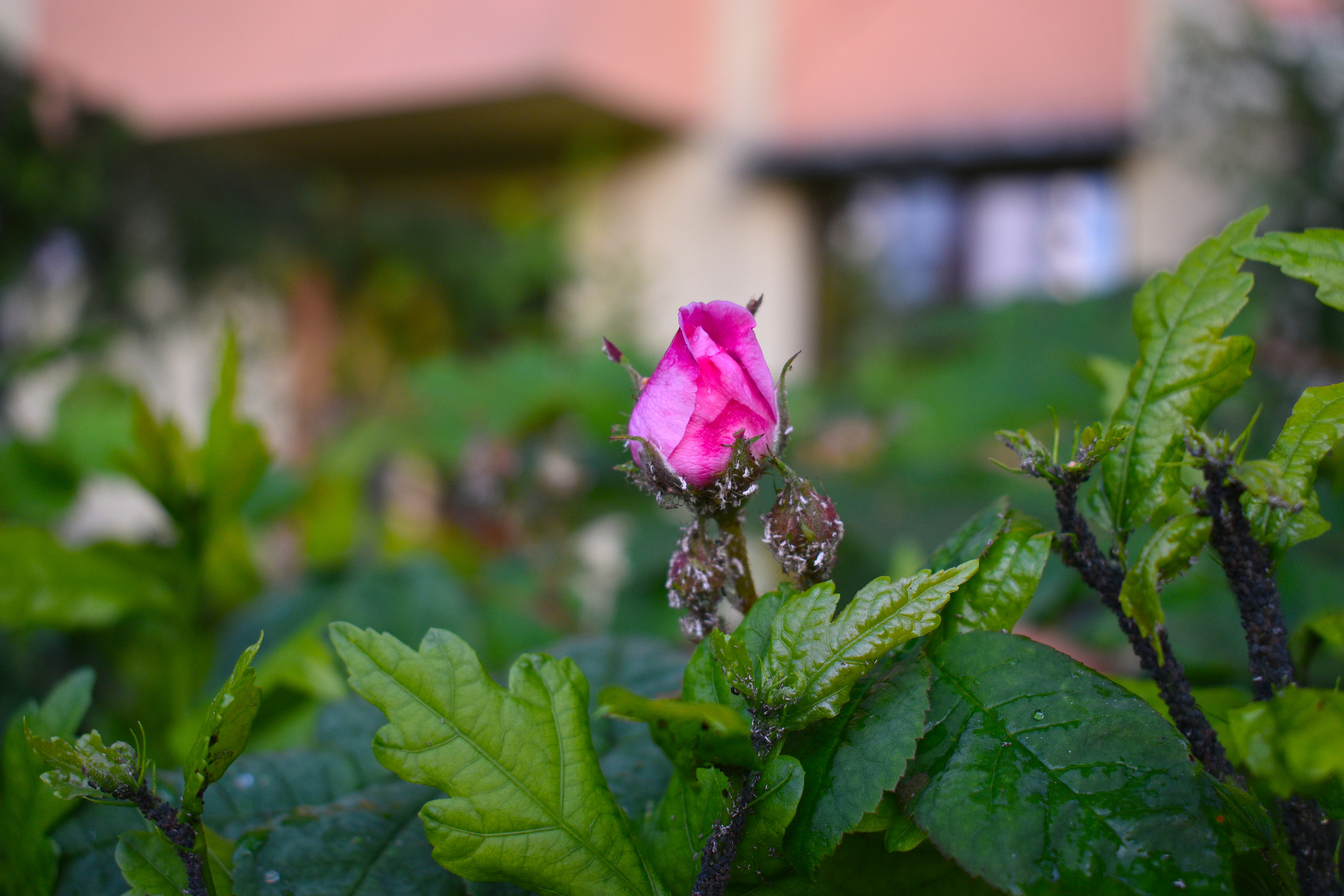 Dew-kissed Pink Rosebud Framed by a Quiet City Garden