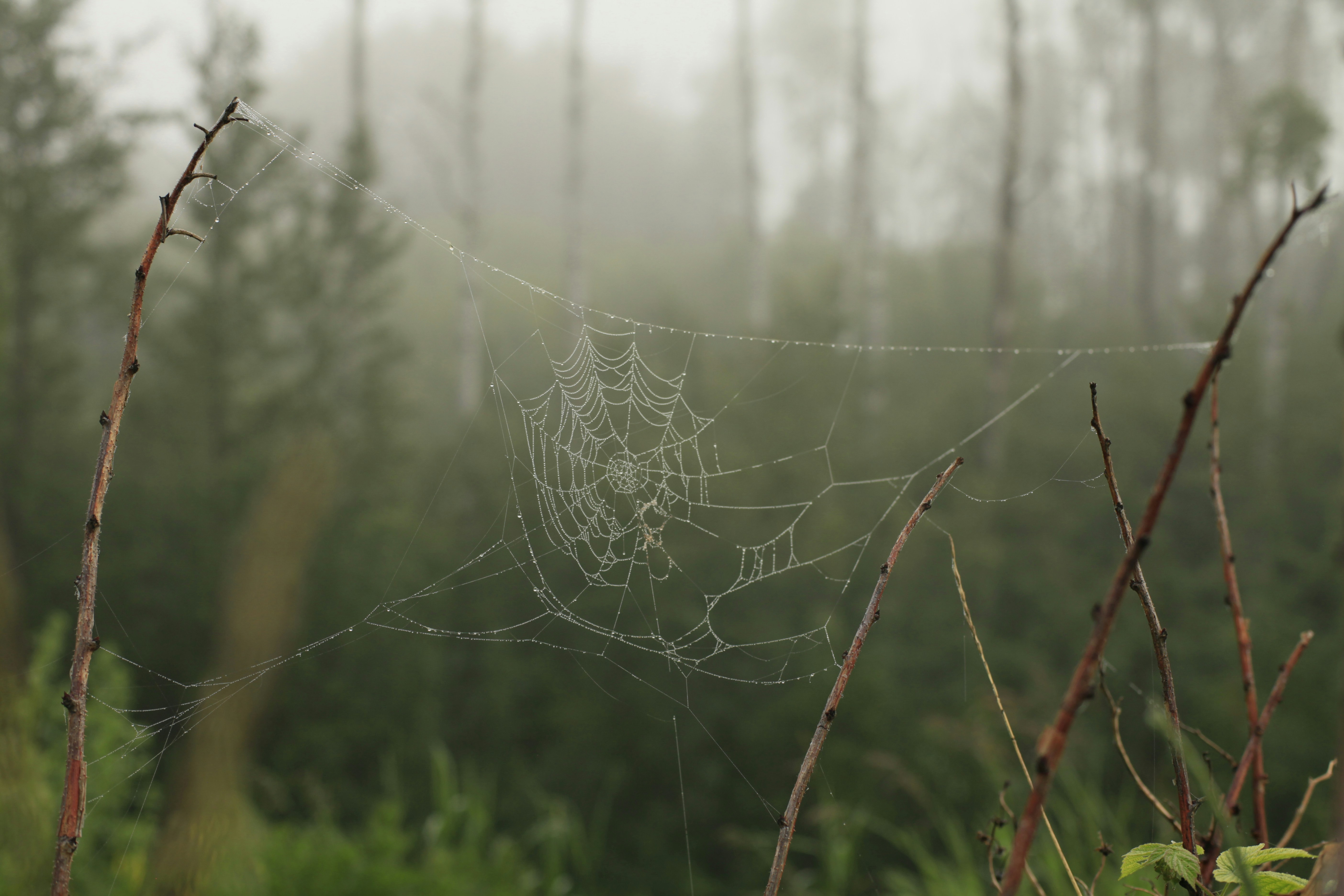 Delicate spider web glistening with morning dew against a misty forest backdrop.