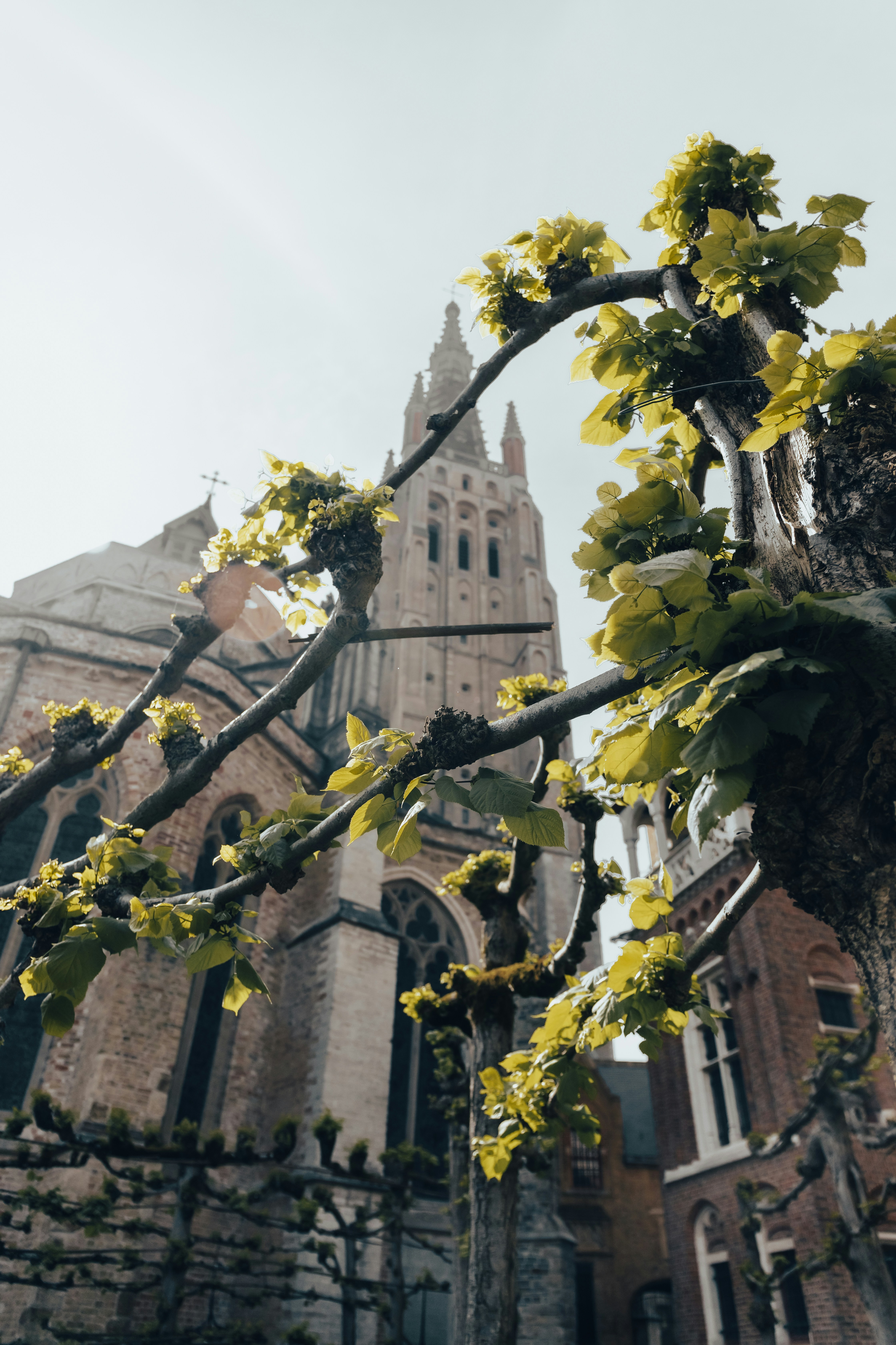 Gleaming Ivy-Touched Spires Framing a Sunlit Cathedral