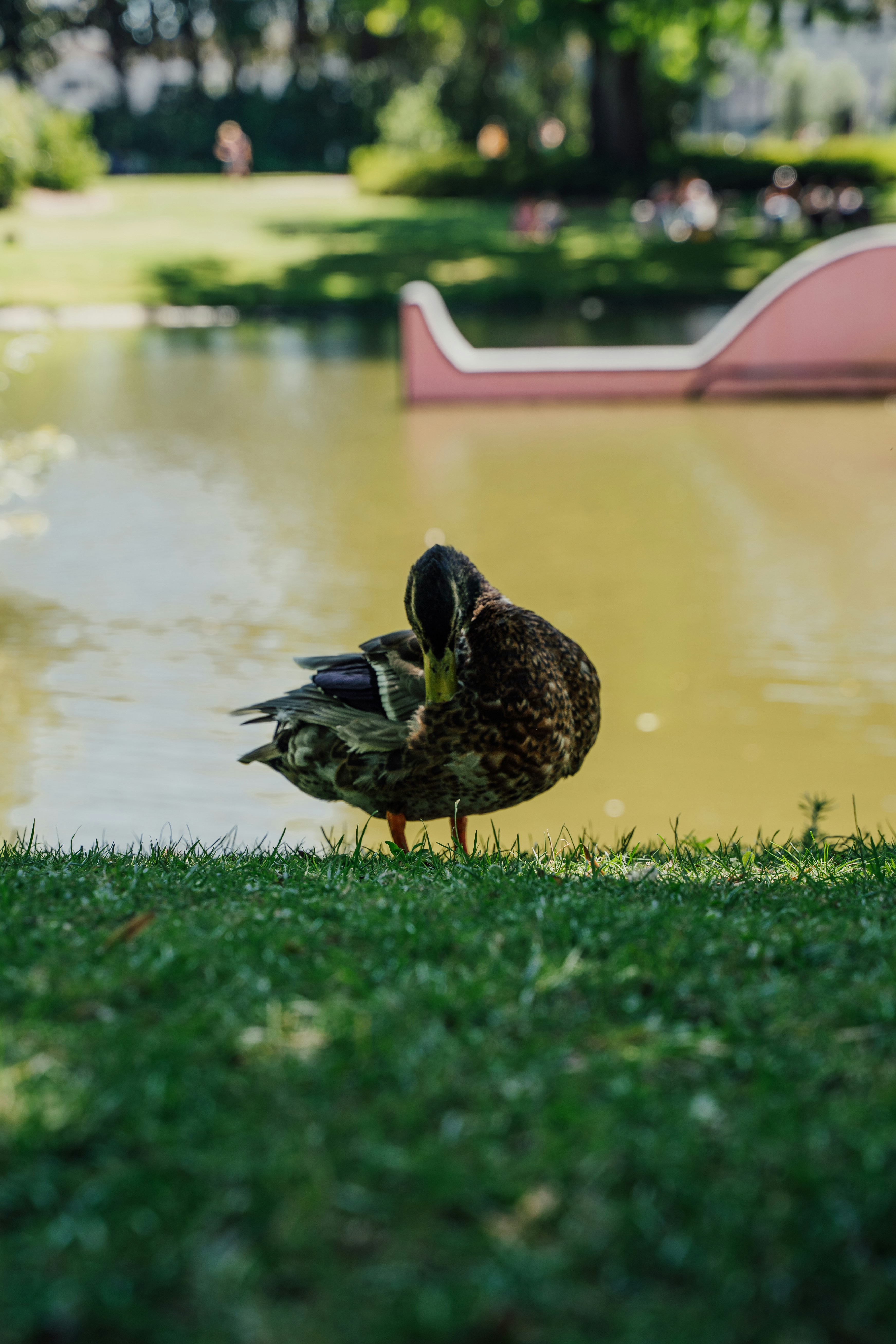a duck standing on grass by a river