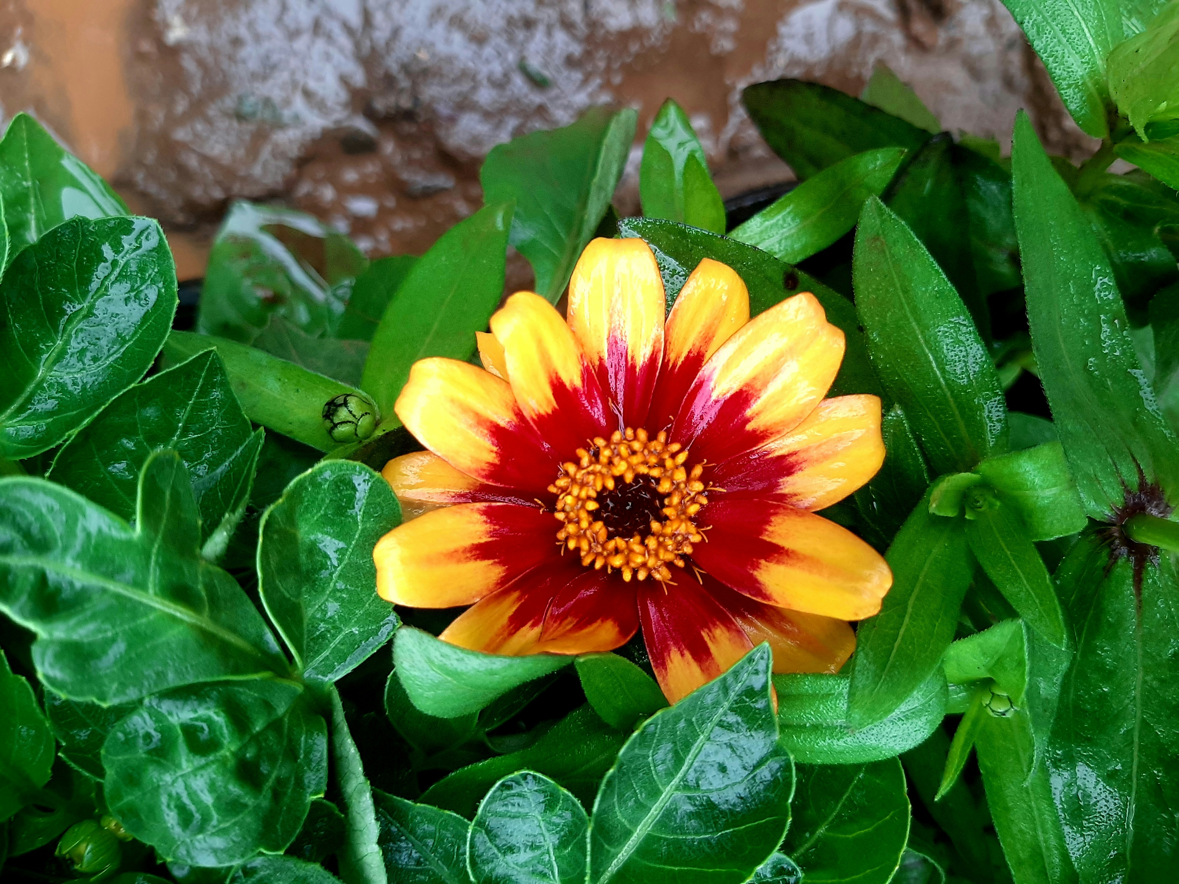 A vibrant flower with yellow and red petals surrounded by lush green foliage, showcasing the beauty of natural flora.