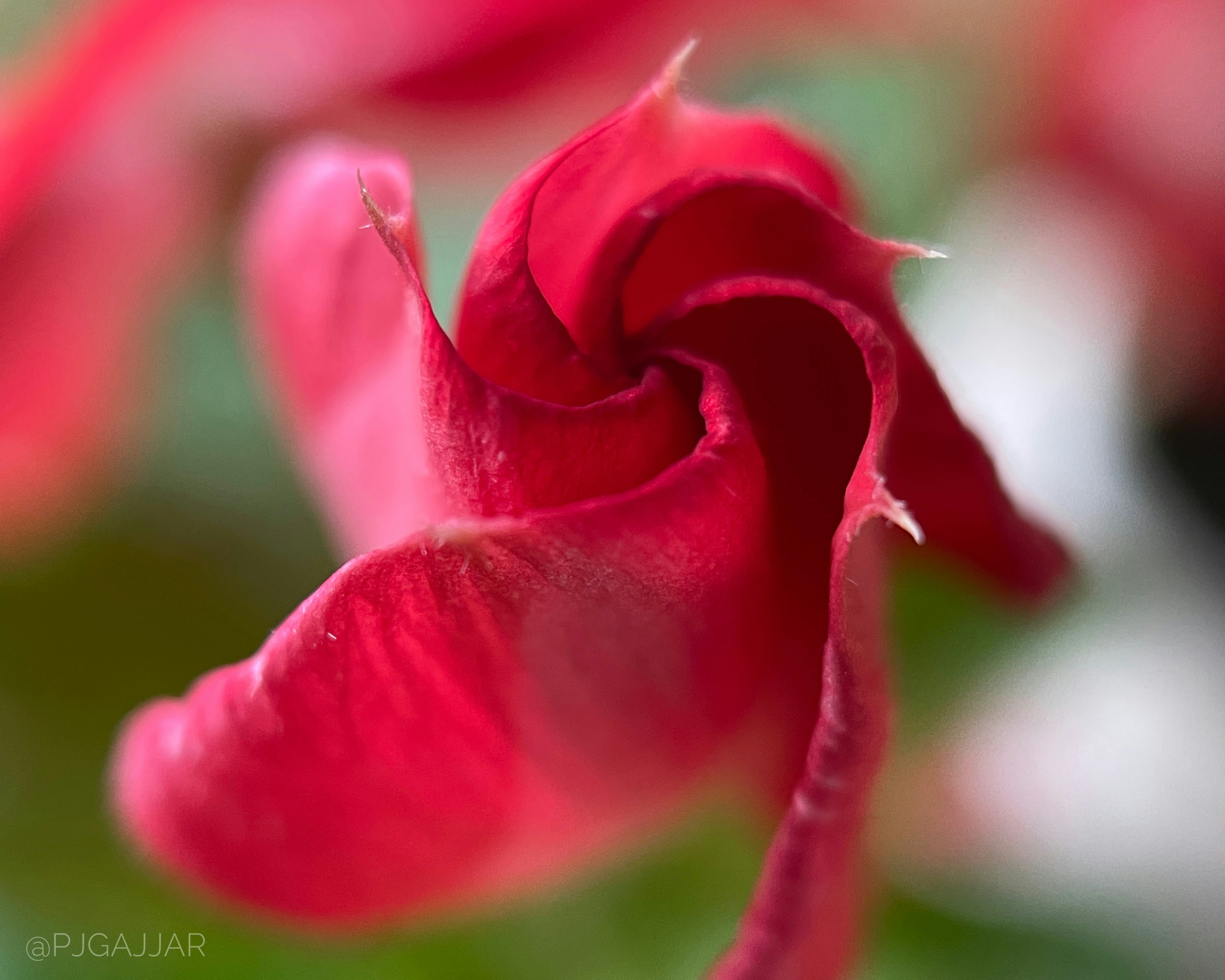 Crimson Spiral: Macro Portrait of a Rose's Velvet Curl