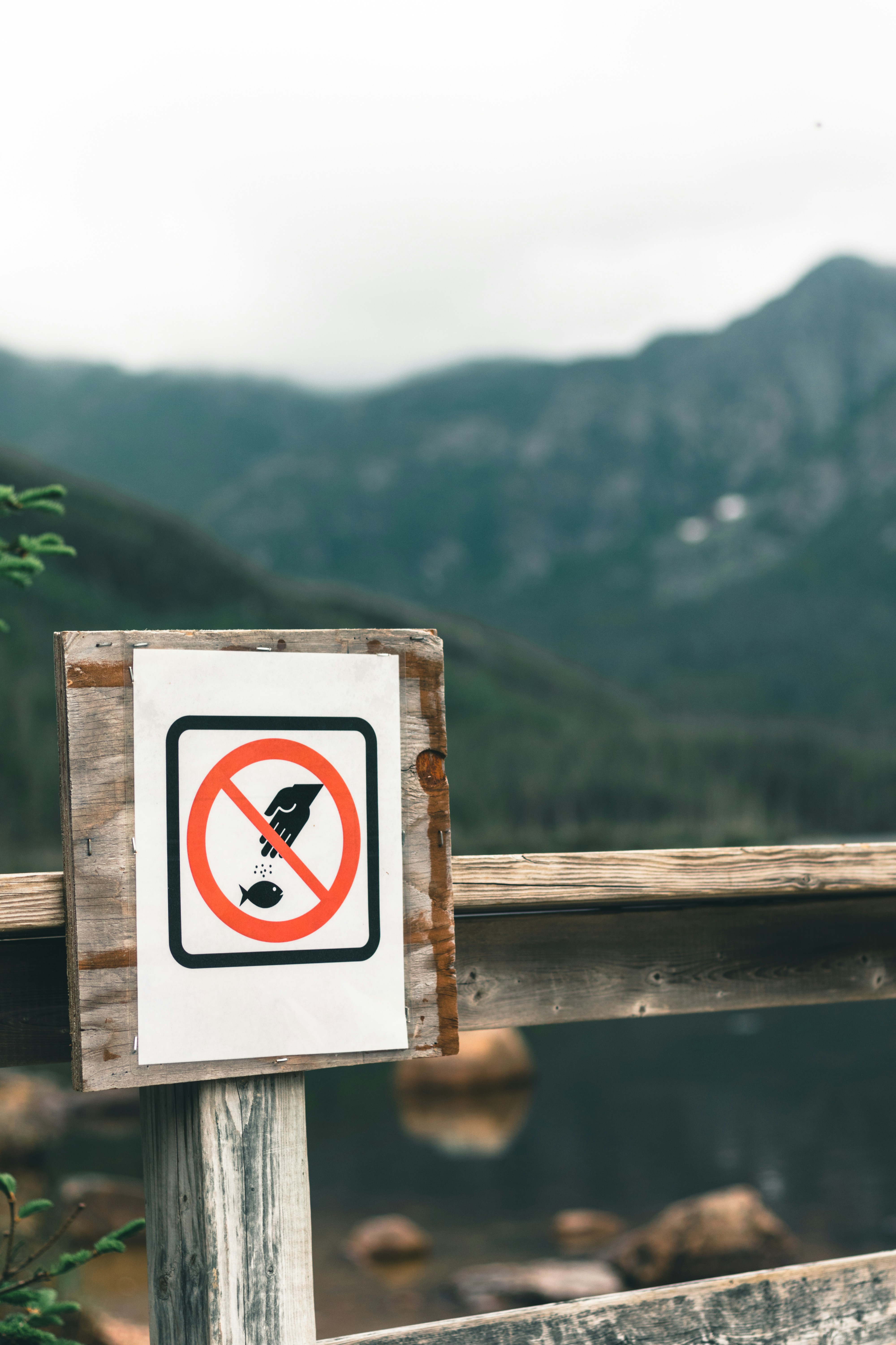 No-Feed Zone: A Wooden Sign Catches the Breath of Mountain Silence