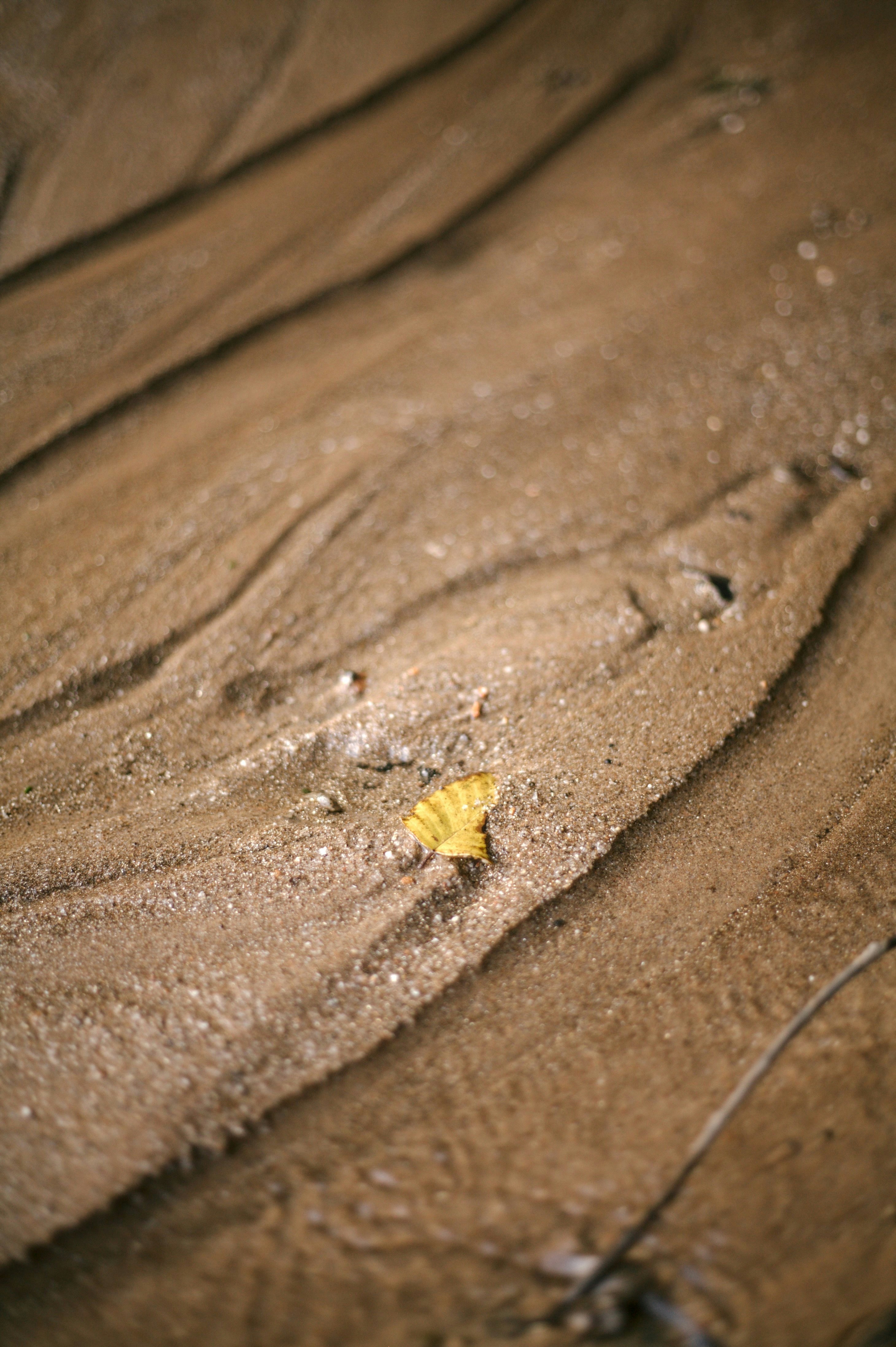 Gold Leaf on Velvet Sand: A Quiet Study of Texture